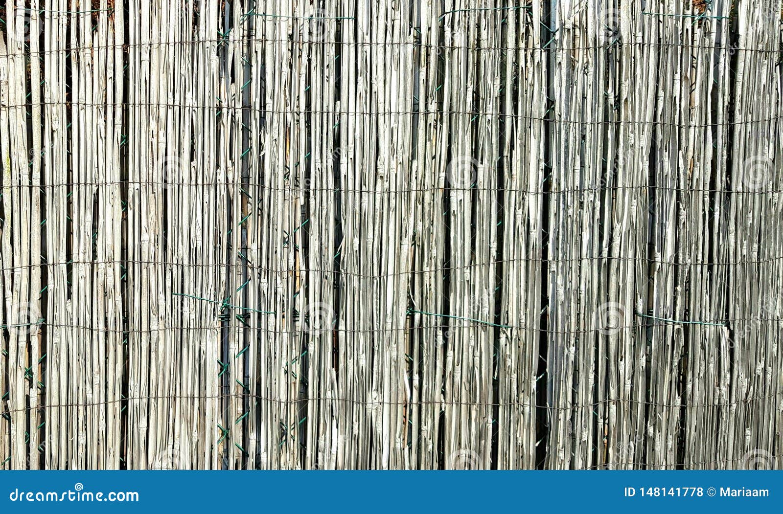 Dry Reed Fence Texture Background. Fence with Reeds. Stock Photo ...