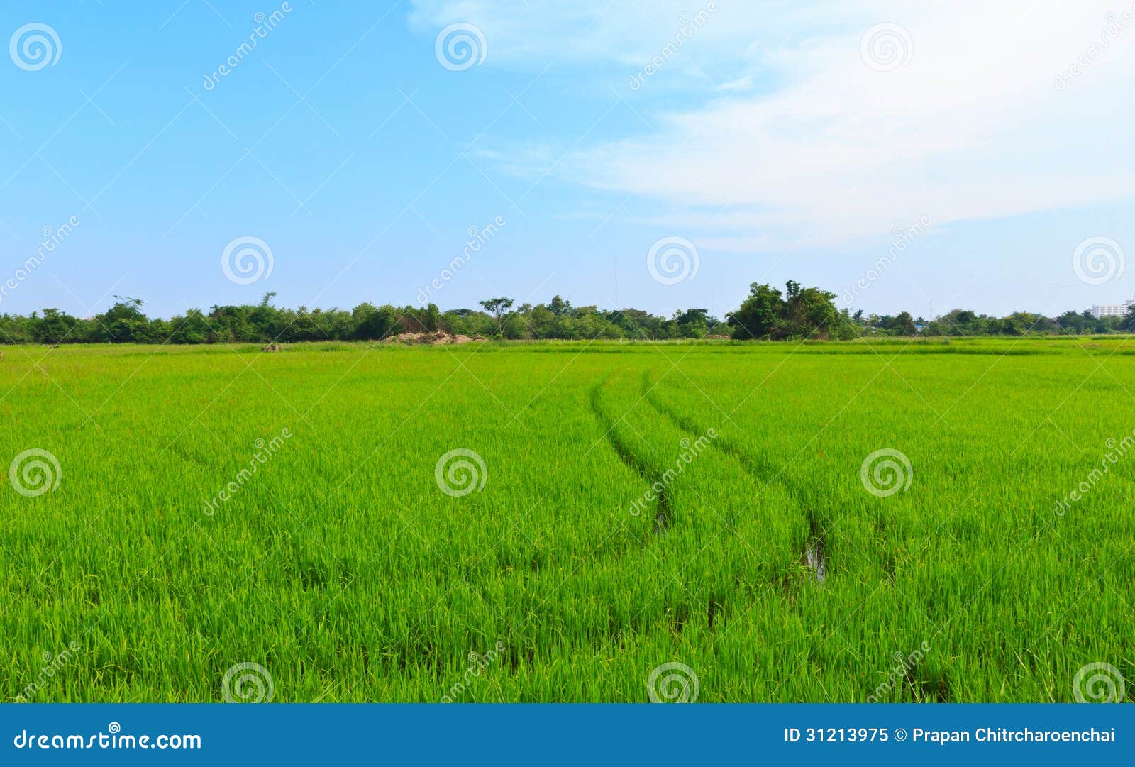 Natural field of rice. stock image. Image of outdoor - 31213975