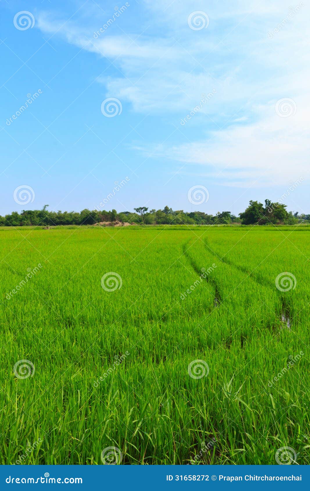 Natural field of rice. stock photo. Image of plant, field - 31658272
