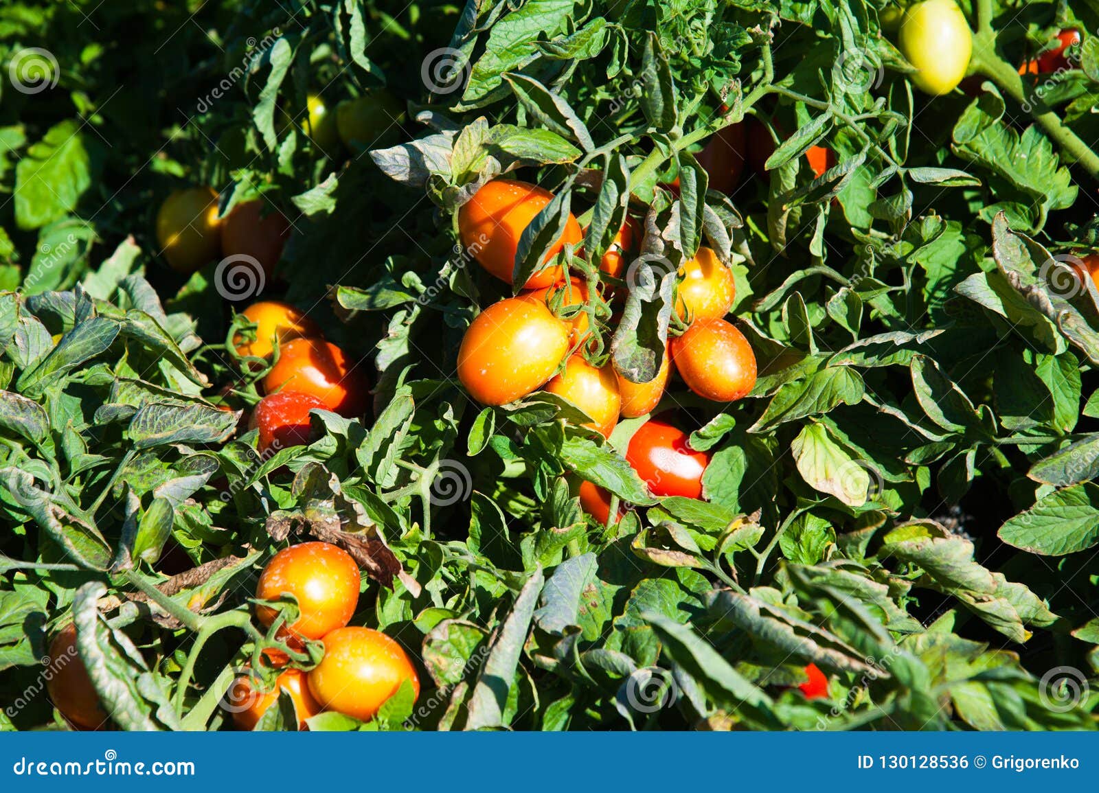 Natural field tomatoes stock photo. Image of plant, food - 130128536