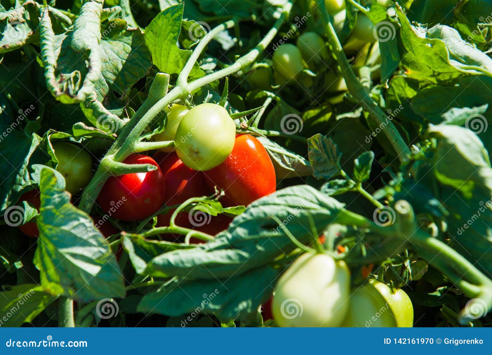 Natural field tomatoes stock photo. Image of leaf, plant - 142161970