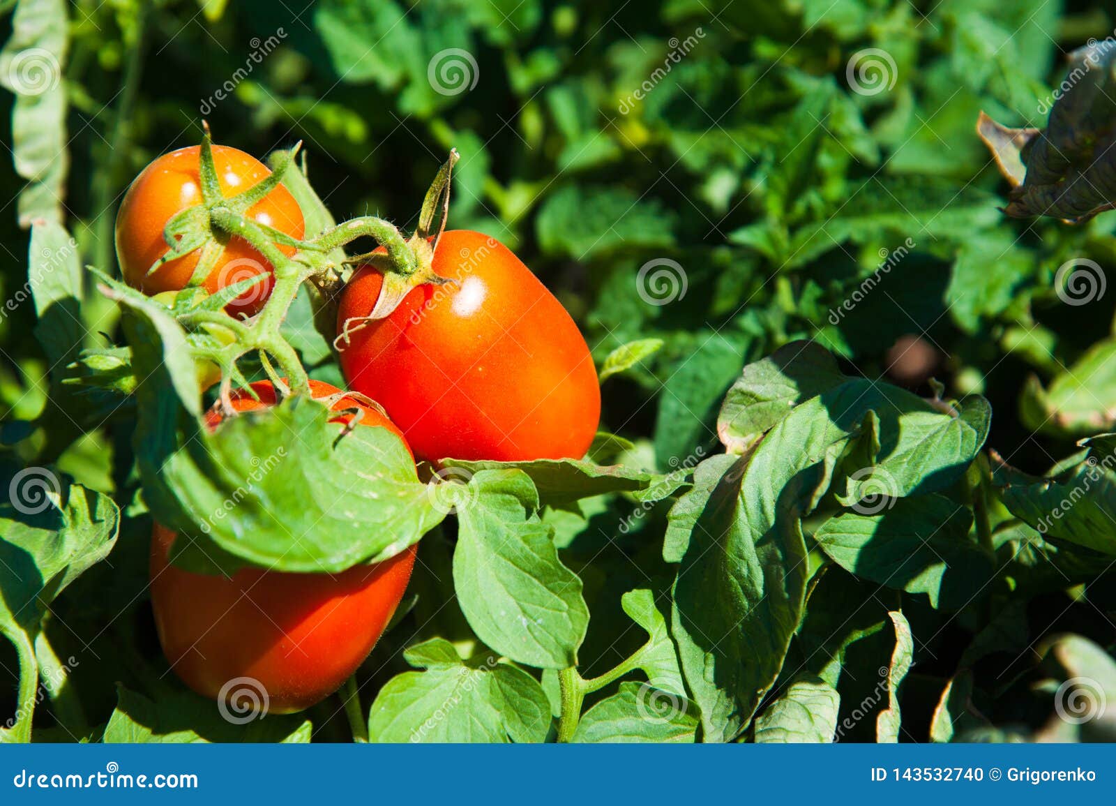 Natural field tomatoes stock photo. Image of farm, growth - 143532740