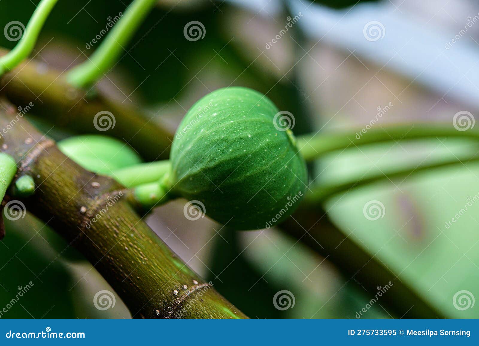 Natural Figs on a Branch of a Fig Tree with Beautiful Green Leaves ...