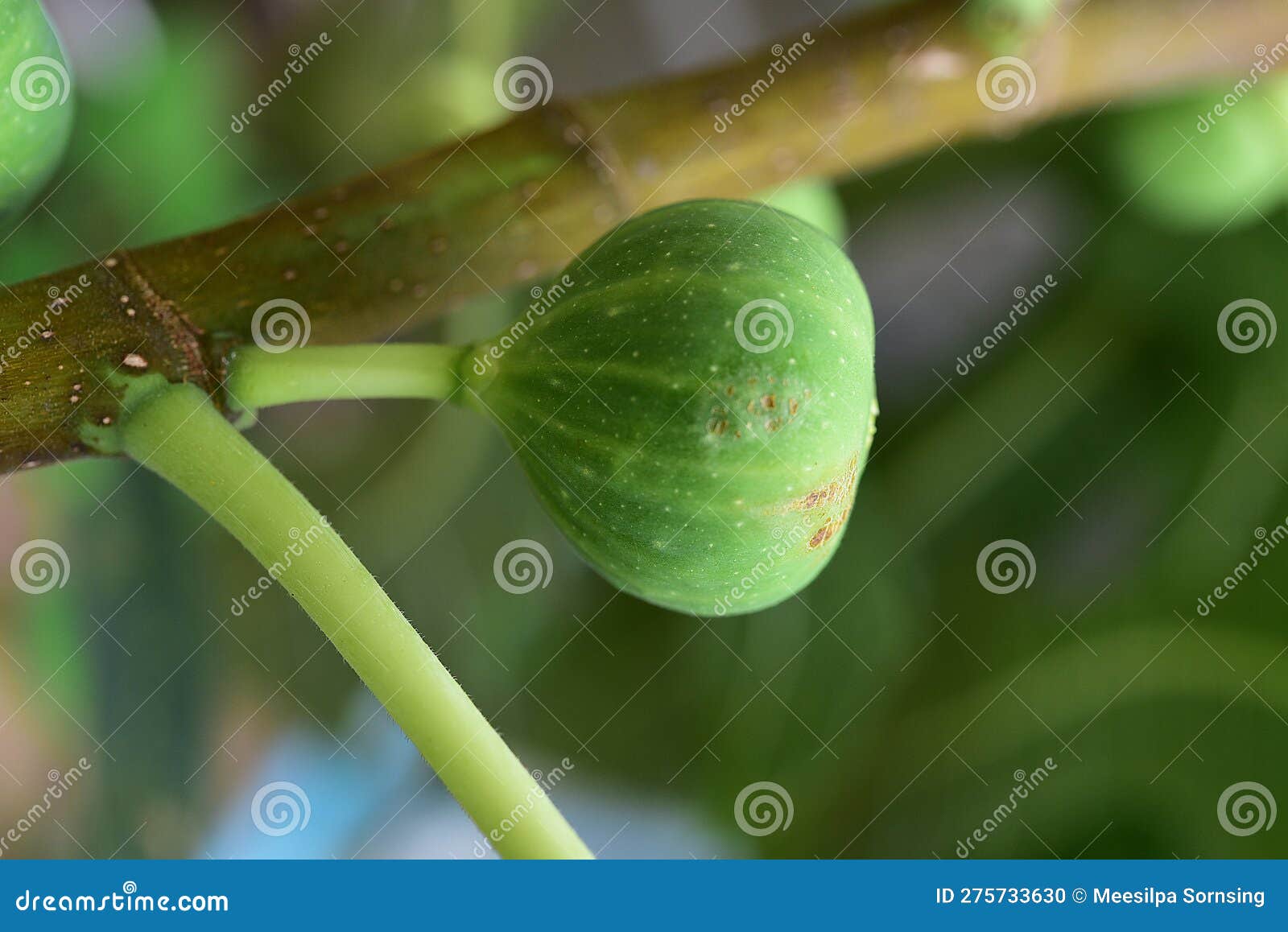 Natural Figs on a Branch of a Fig Tree with Beautiful Green Leaves ...