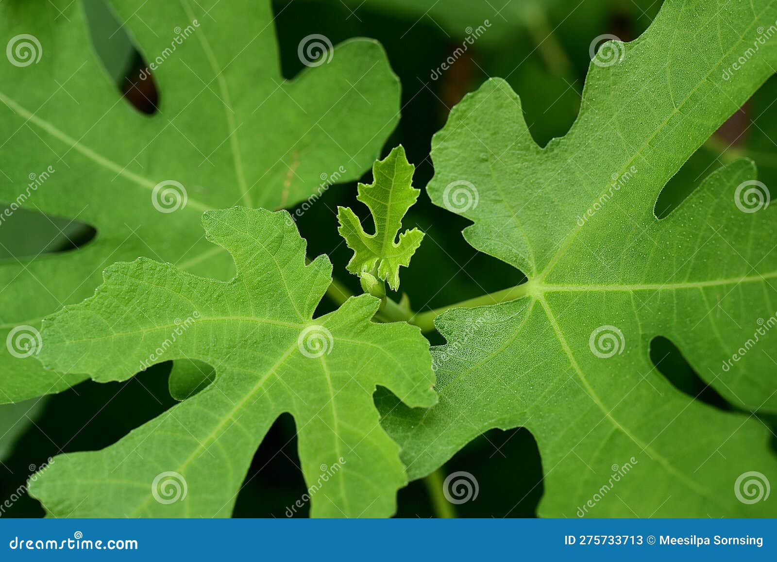 Natural Figs on a Branch of a Fig Tree with Beautiful Green Leaves ...