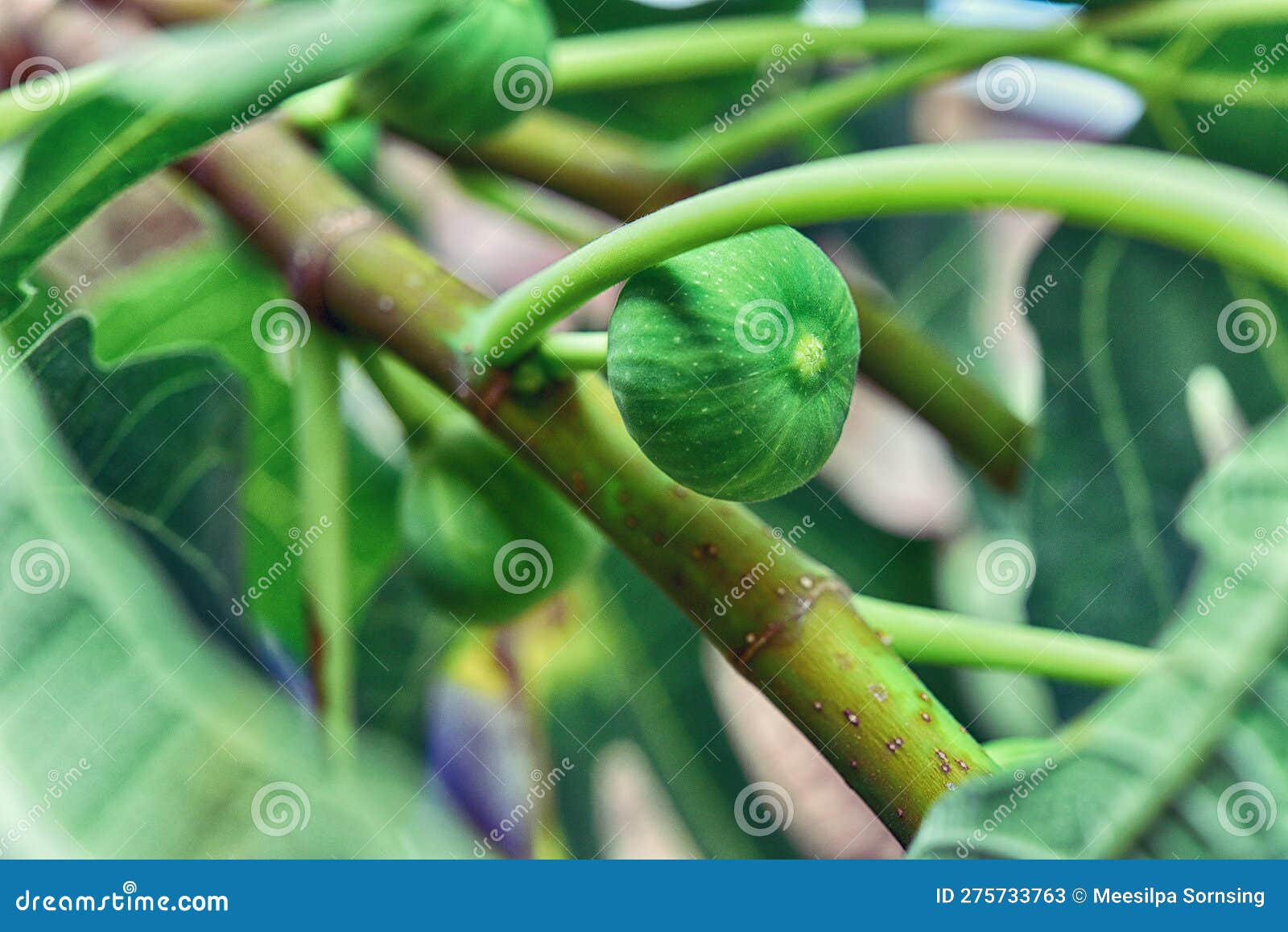 Natural Figs on a Branch of a Fig Tree with Beautiful Green Leaves ...