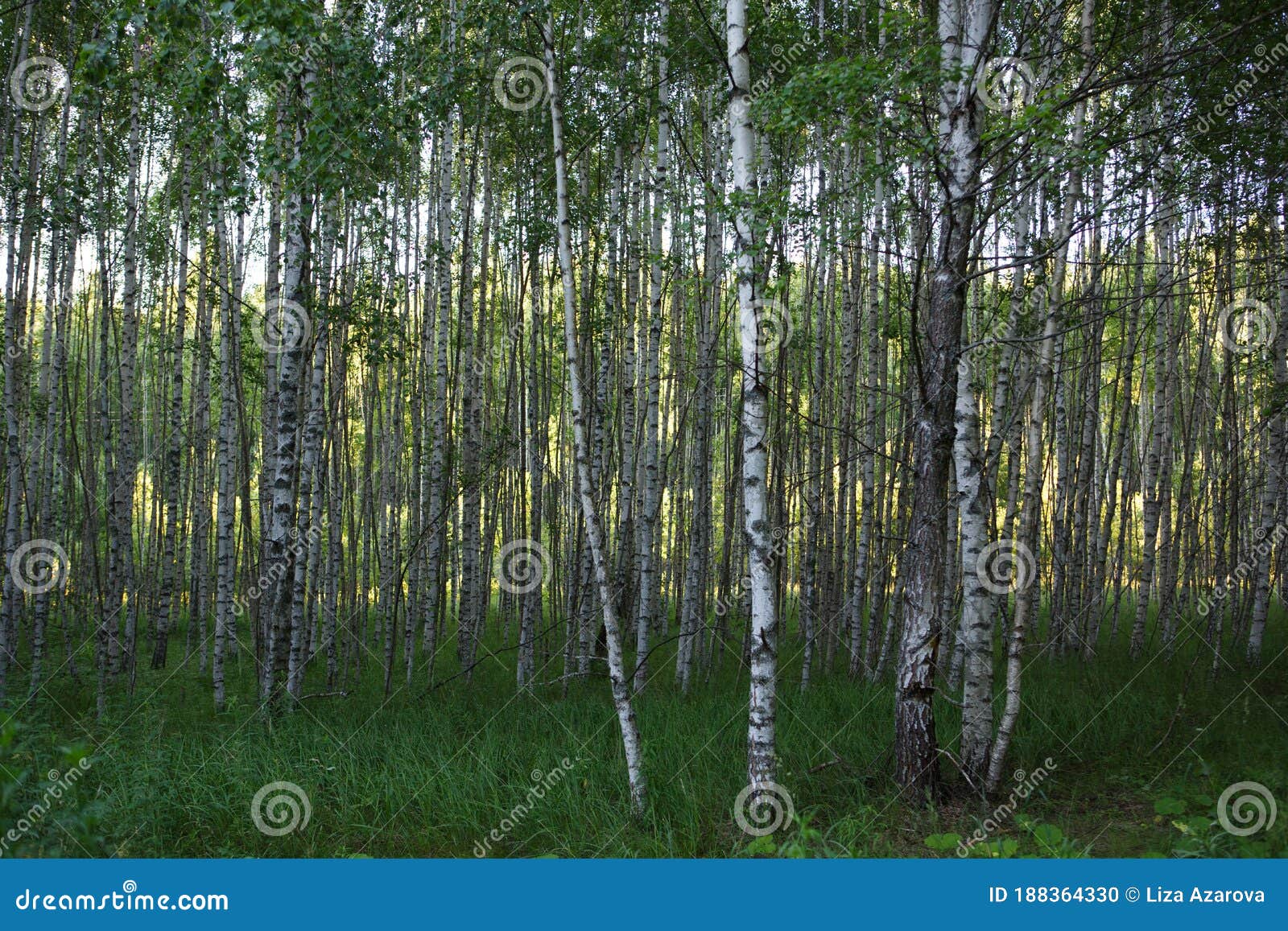 Natural Filled Frame Background Wallpaper Shot of Endless Rows of Black ...