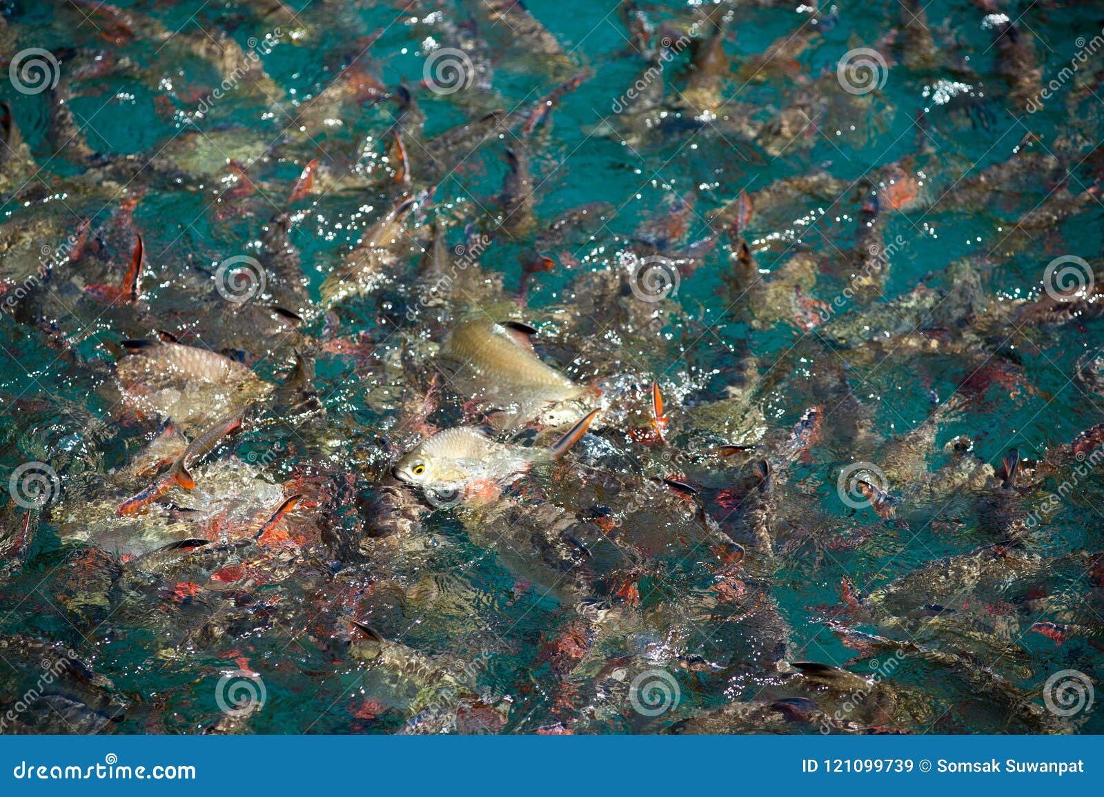 Fish in the clear water. stock image. Image of underwater - 121099739