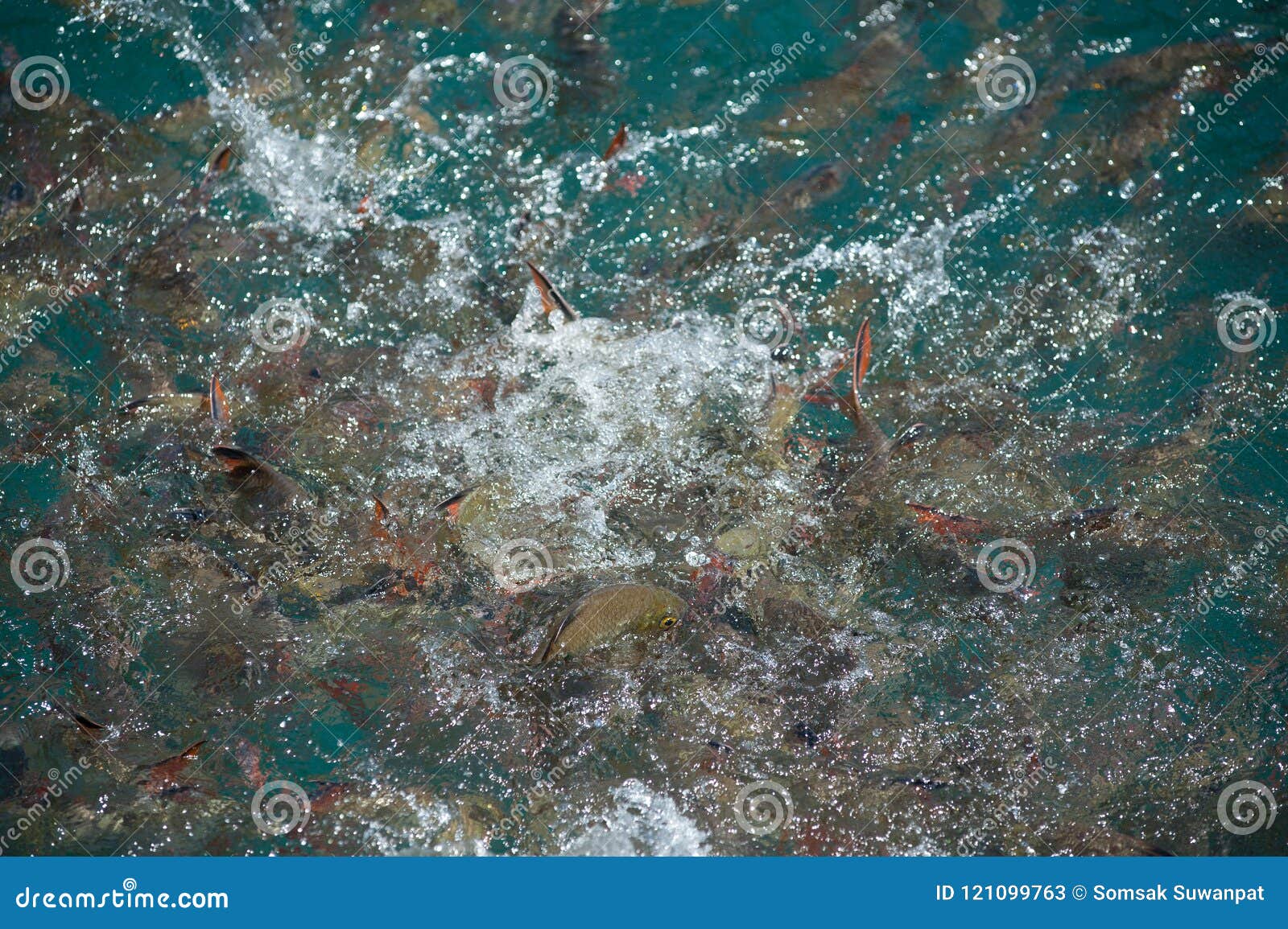 Fish in the clear water. stock image. Image of natural - 121099763