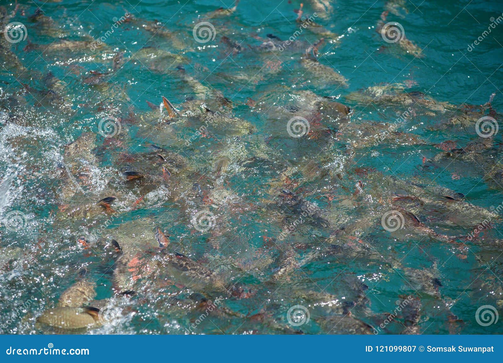 Fish in the clear water. stock image. Image of life - 121099807