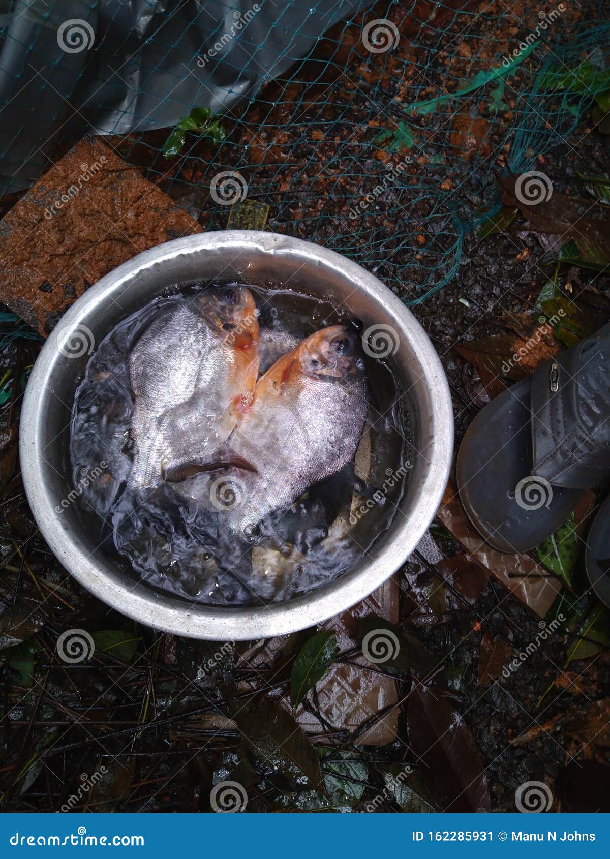 Natural Fish Growing Ponds. Catching Fish Stock Image - Image of ...