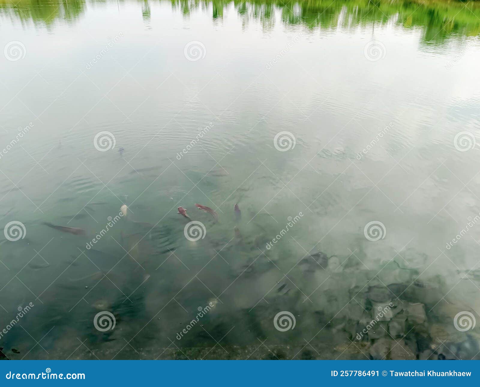 Natural Fish Ponds and Reflections on the Green River Stock Image ...