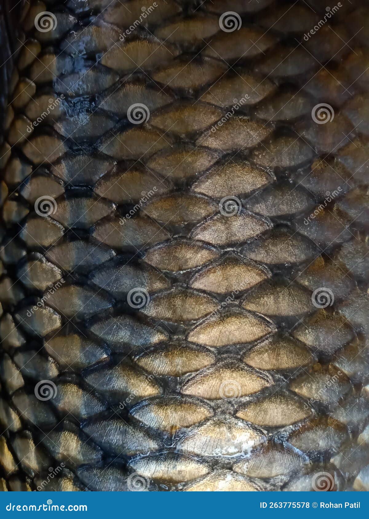 Fish Skin Texture for Textile or Background Use Stock Photo - Image of ...