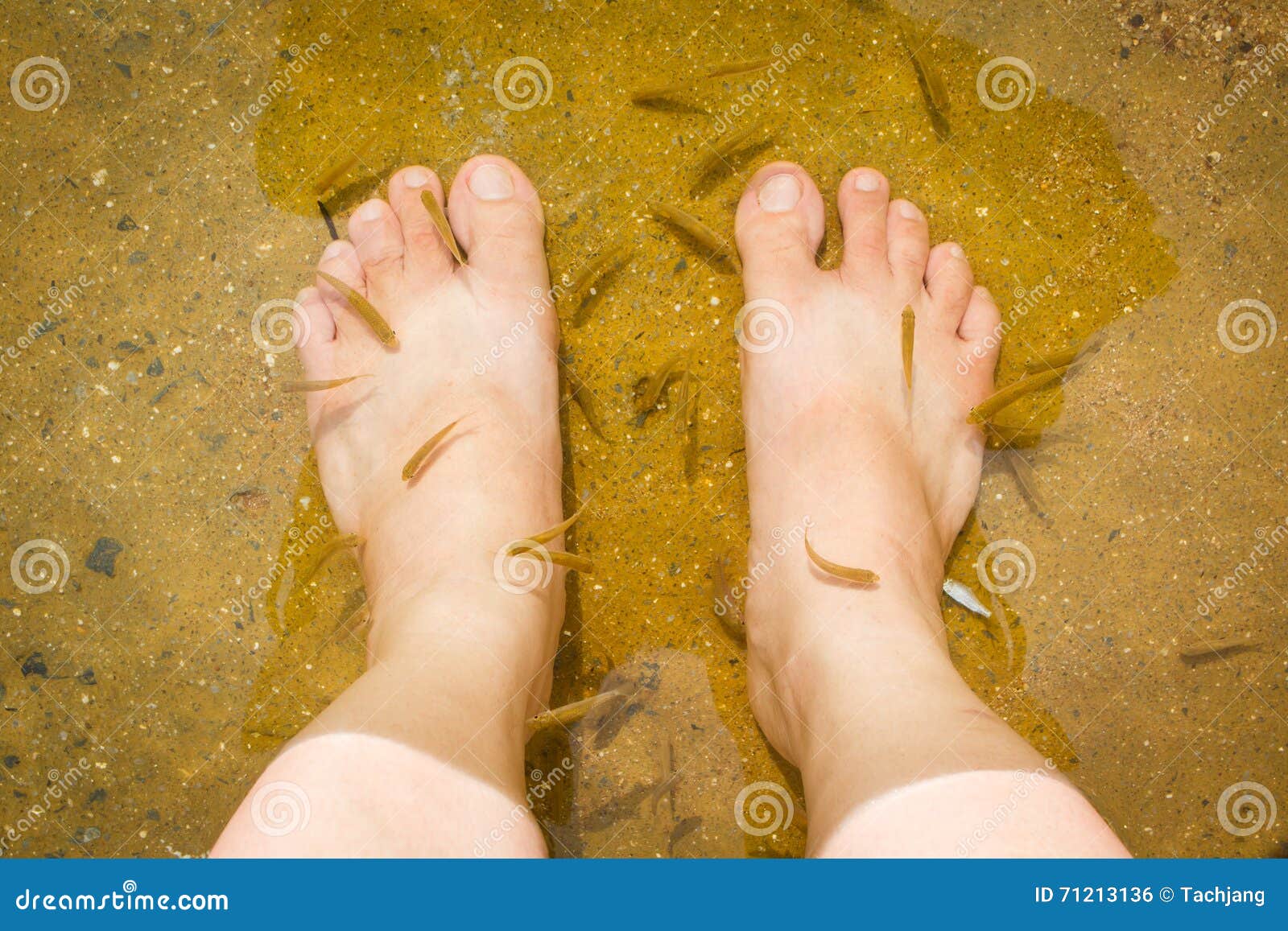 Natural fish spa therapy. stock photo. Image of water - 71213136