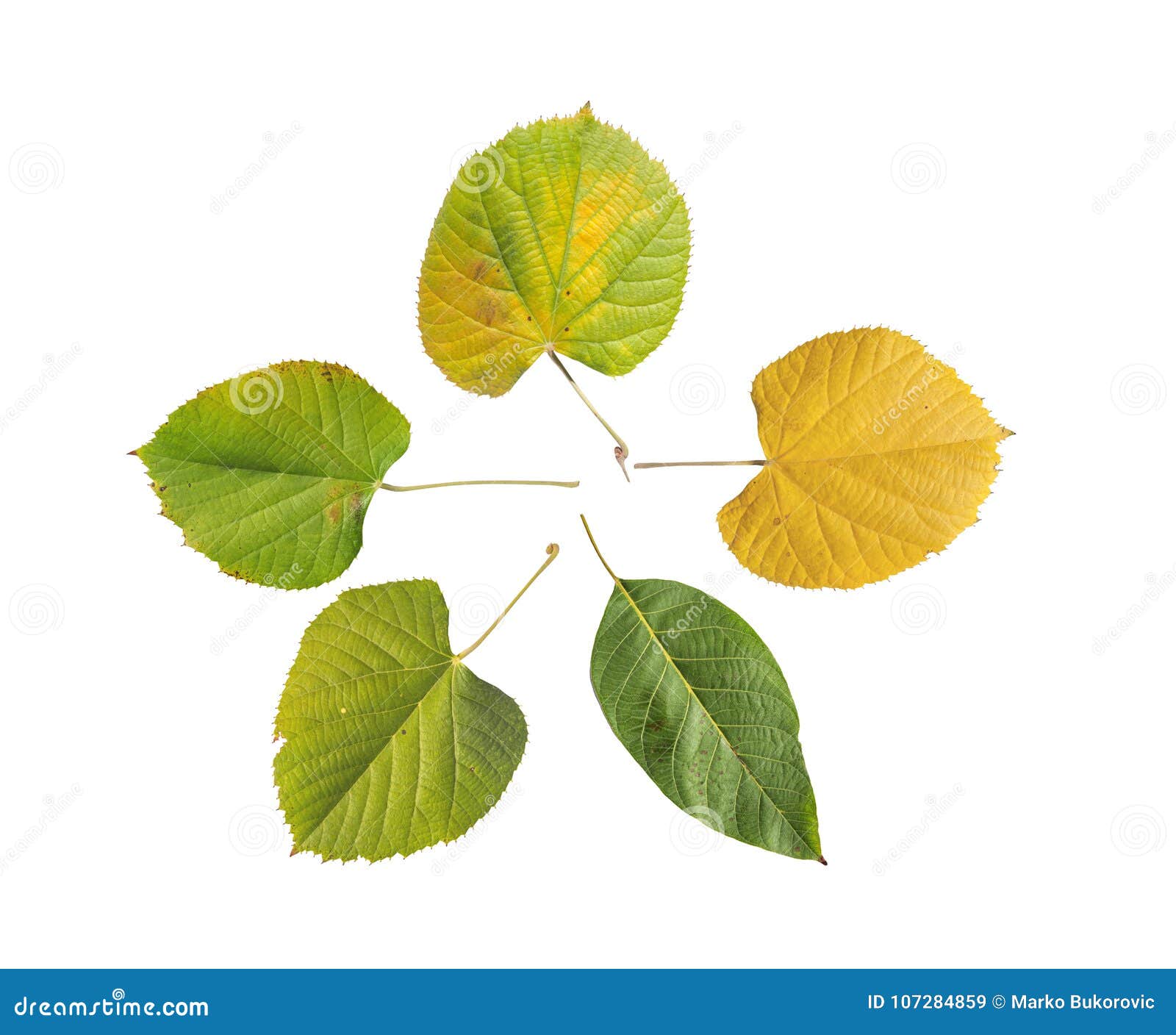 Natural Five Green Botany Garden Leaf from Tree Isolated on White Stock ...