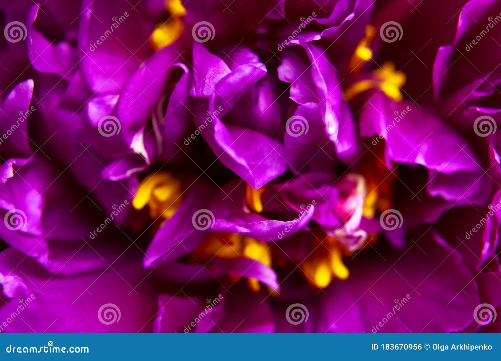 Natural Floral Background. Pink Purple Peonies Flowers Macro Shot ... Natural Floral Background. Pink Purple Peonies Flowers Macro Shot ...