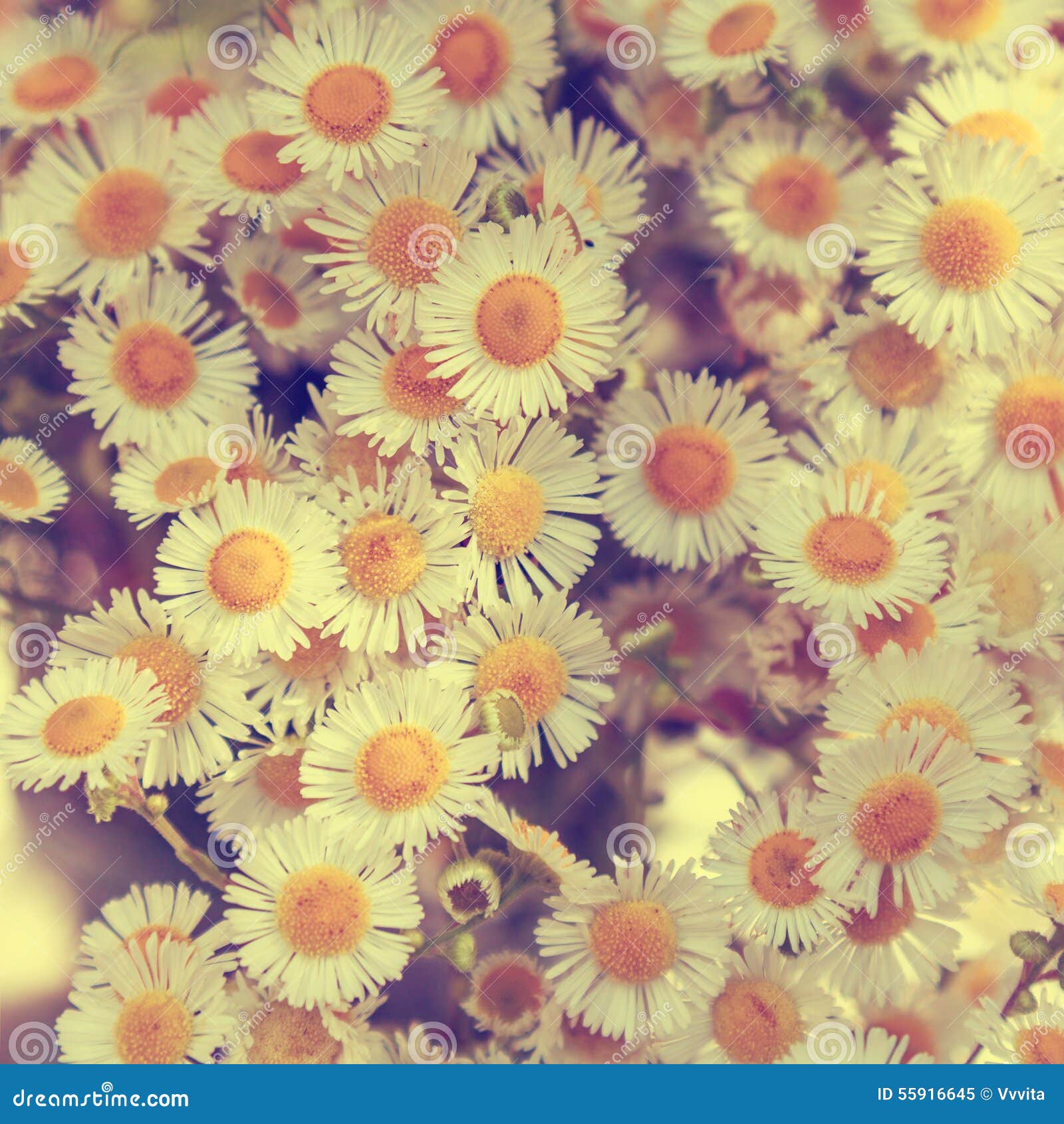 Natural flower background stock image. Image of natural - 55916645