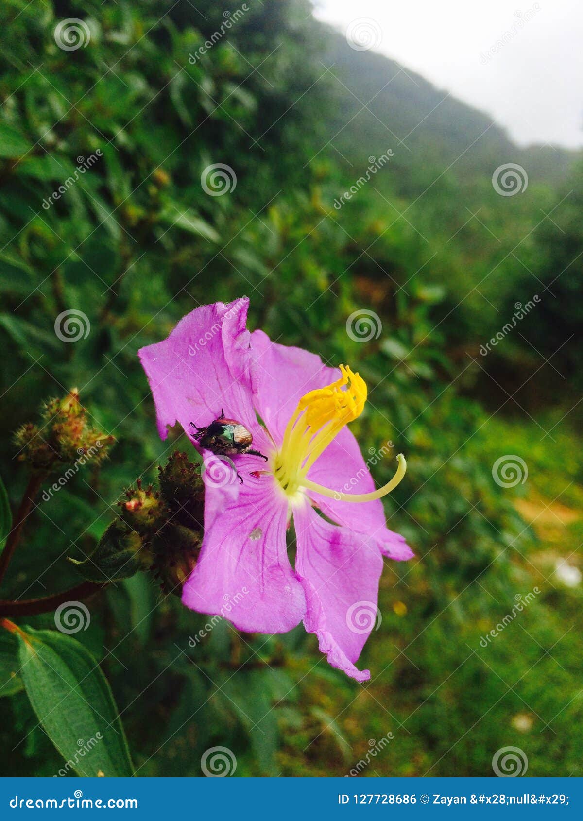 Natural flower stock photo. Image of flower, ceylon - 127728686