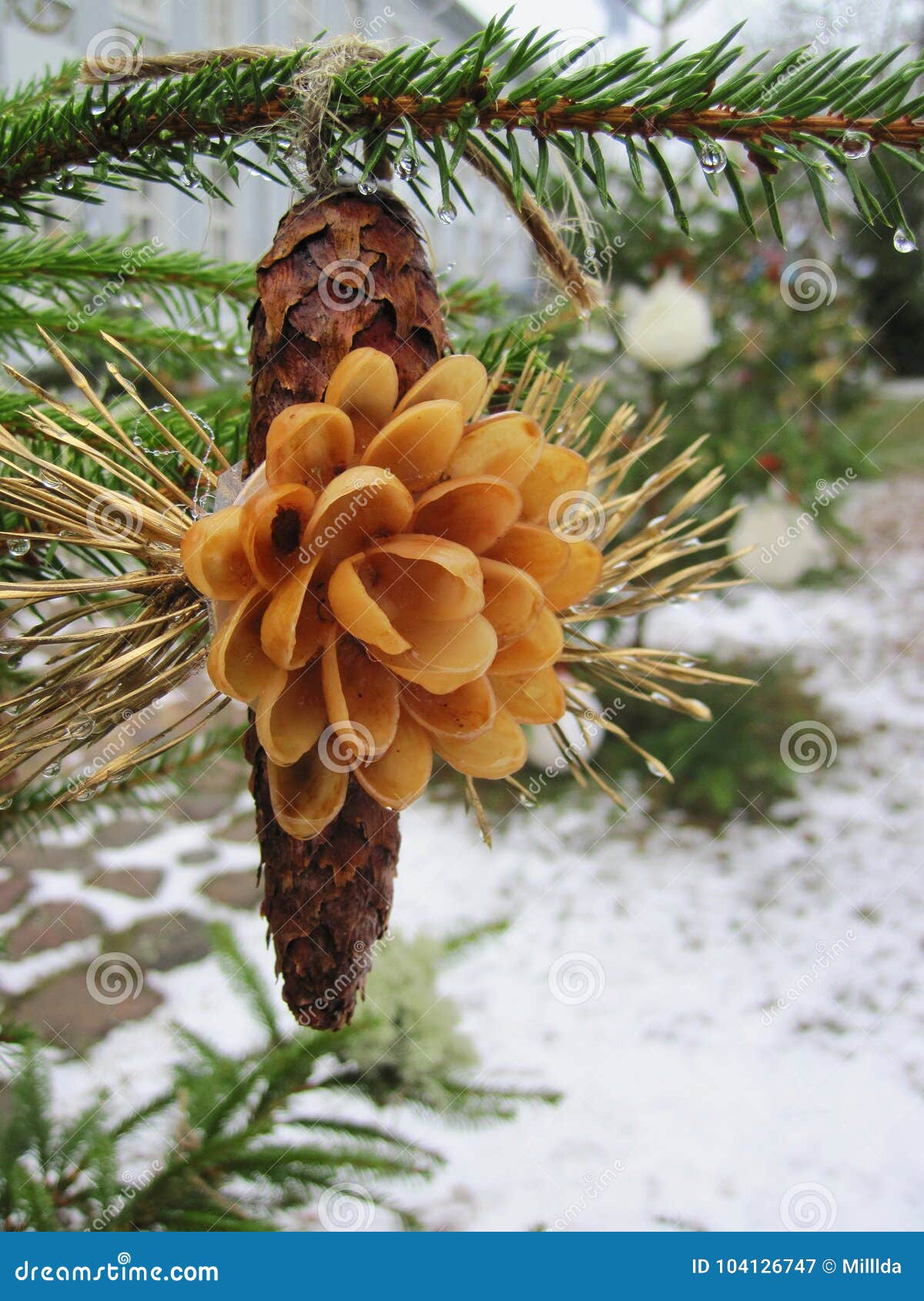 Natural Flower On Conker On Fir Tree In Christmas Stock Image Image Of Tree Snow 104126747