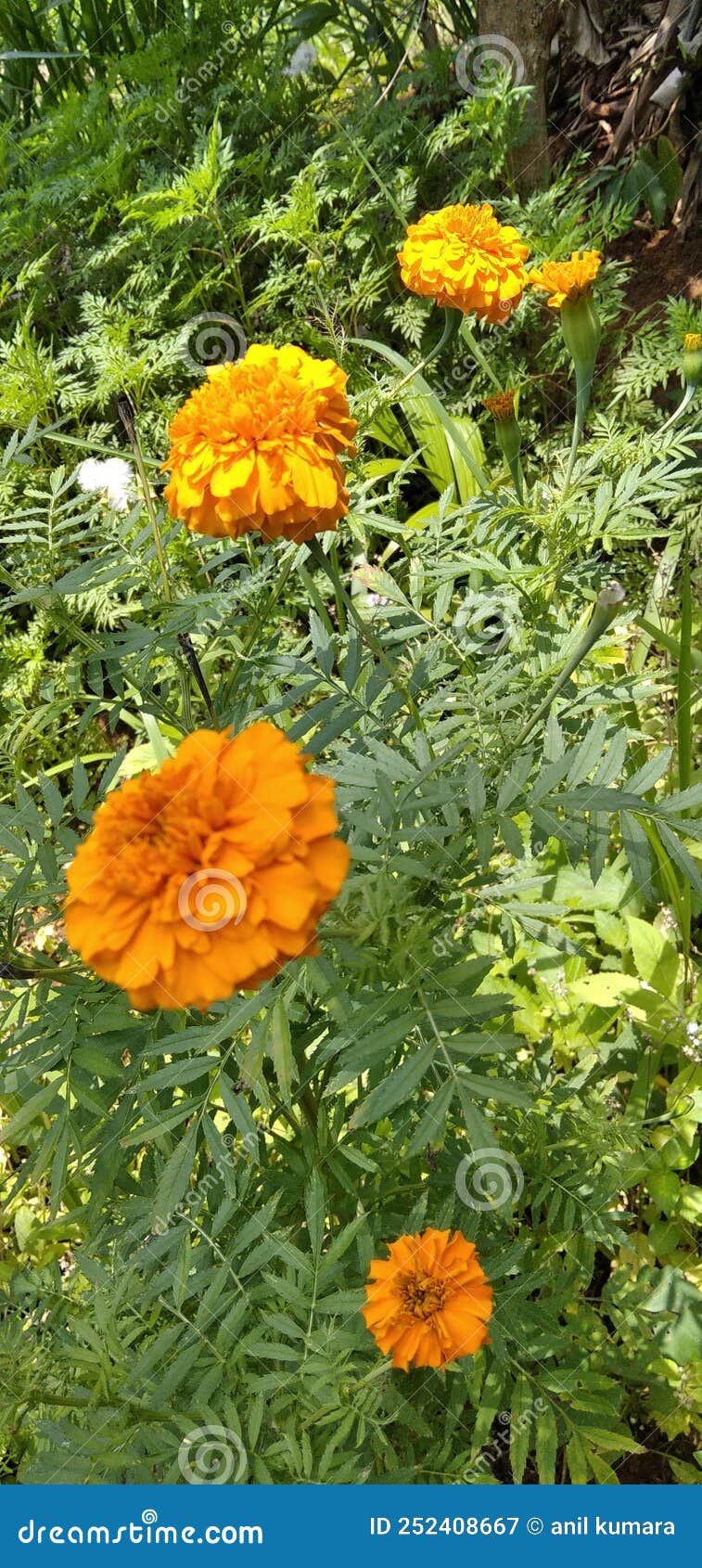 Natural Flower Field Sri Lanka Stock Image - Image of natural, lank ...