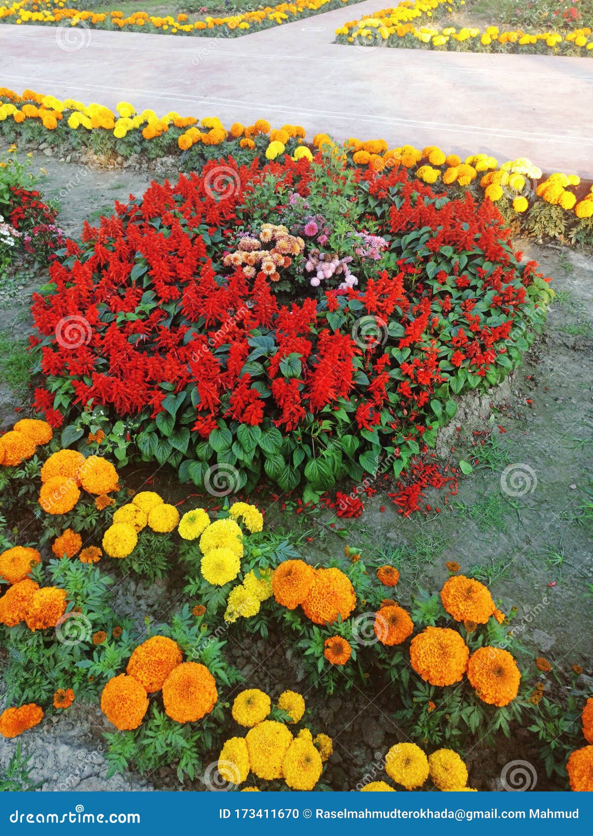 Natural flower gerden stock photo. Image of natural - 173411670