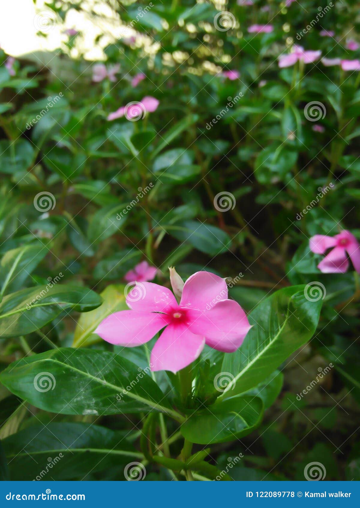 Natural Flower image stock photo. Image of simple, natural - 122089778