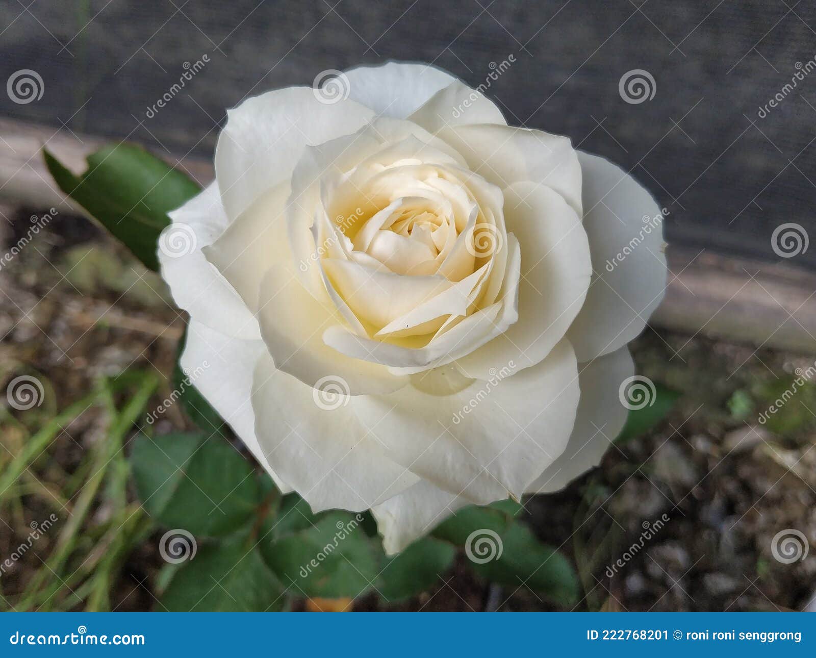 Natural Flower Mawar putih stock image. Image of putih - 222768201