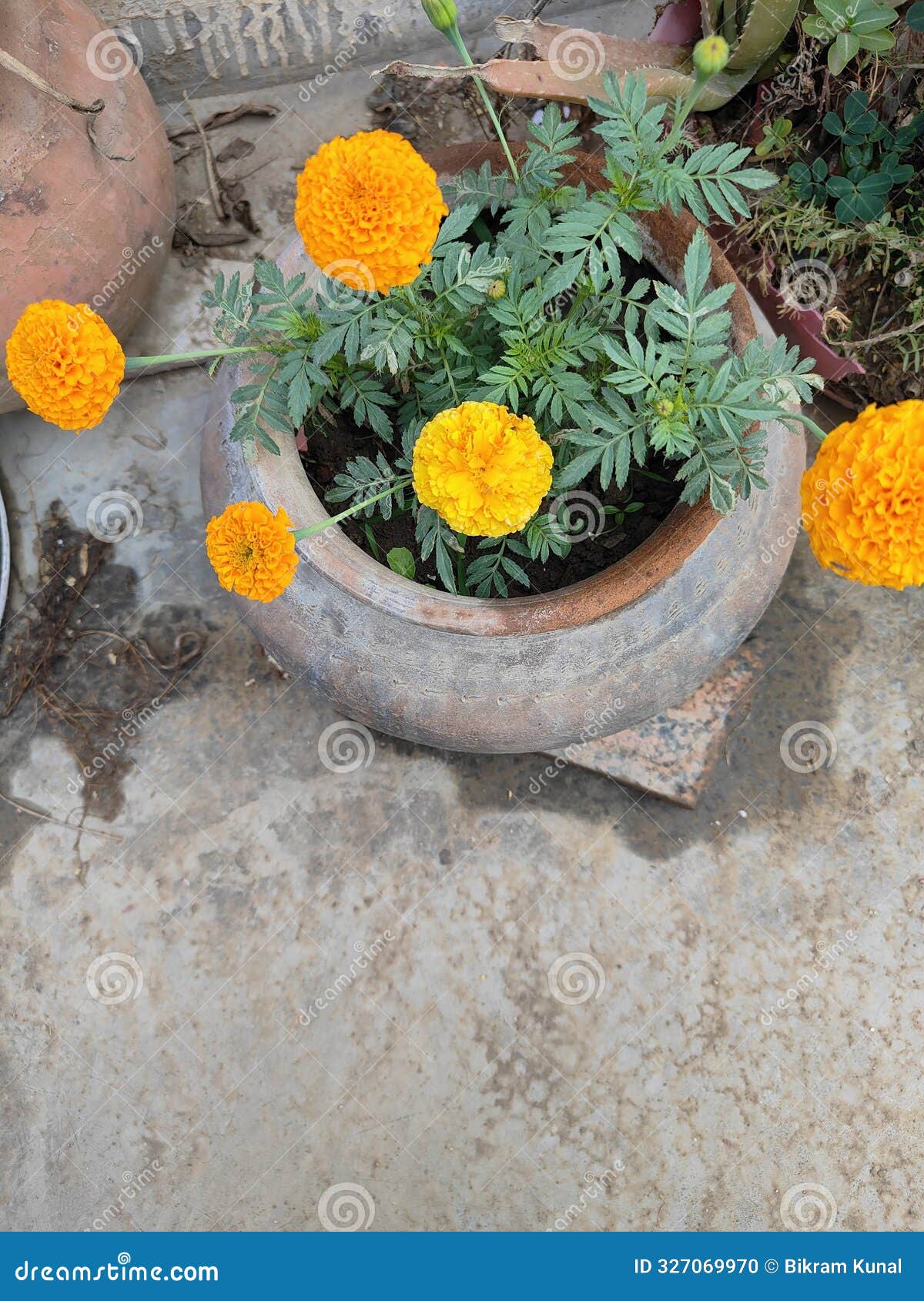Natural Flower Plant Genda Phool Stock Photo - Image of plant, flower ...