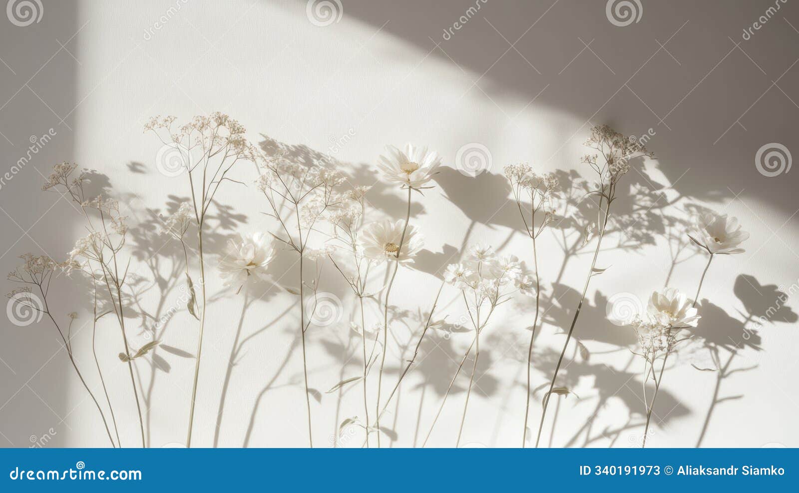 Natural Flower Shadows Softly Blurred on White Wall for a Dreamy ...