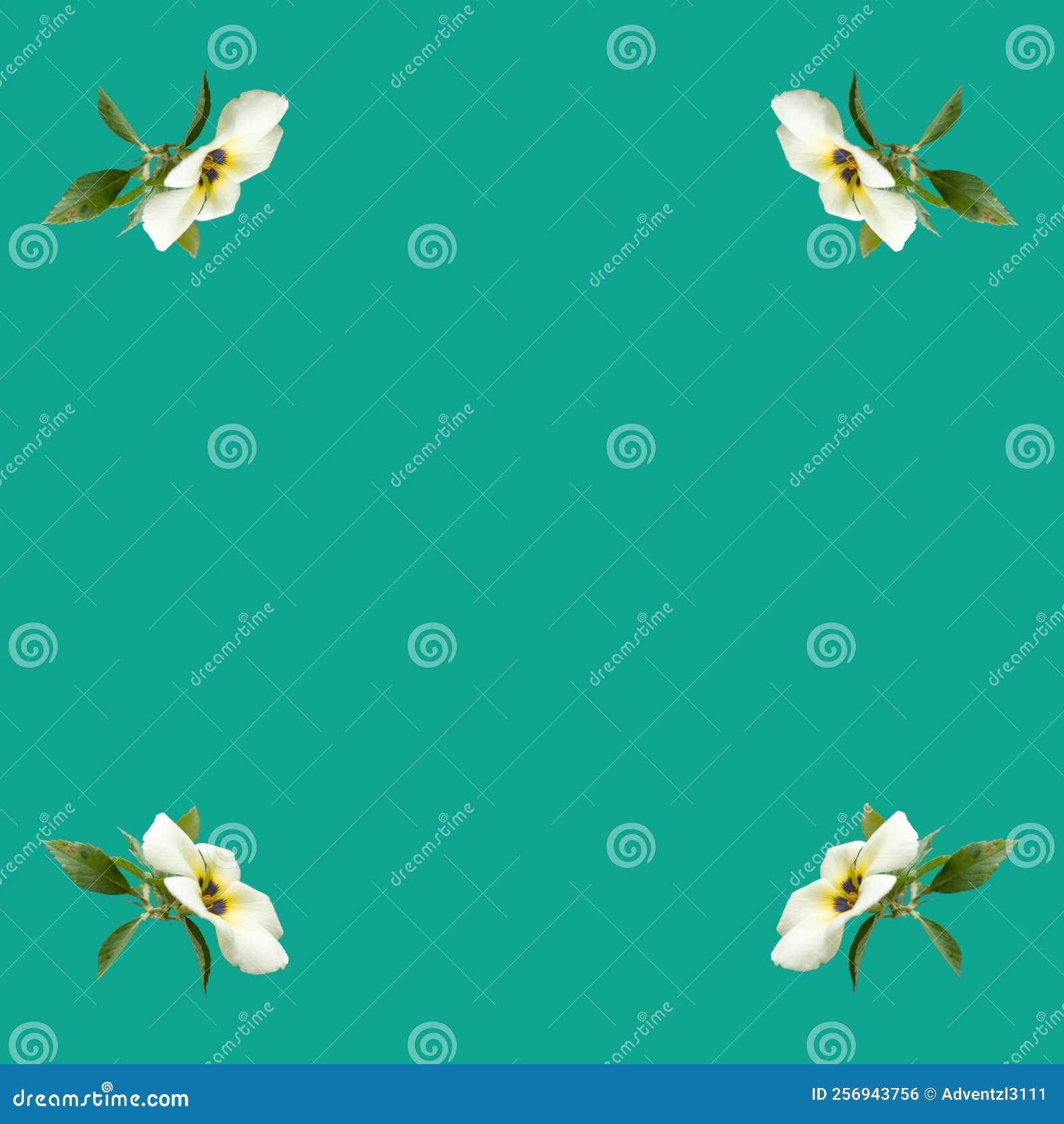 Natural Flower Solid and Transparent Background Color Stock Photo ...