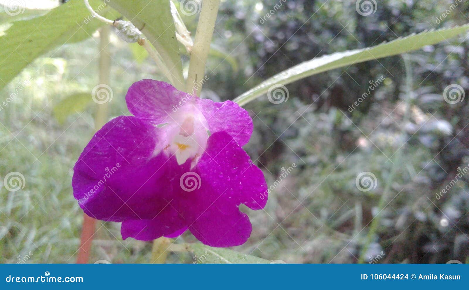 Natural Kudalu Flower Type In Sri Lanka Royalty-Free Stock Photo ...