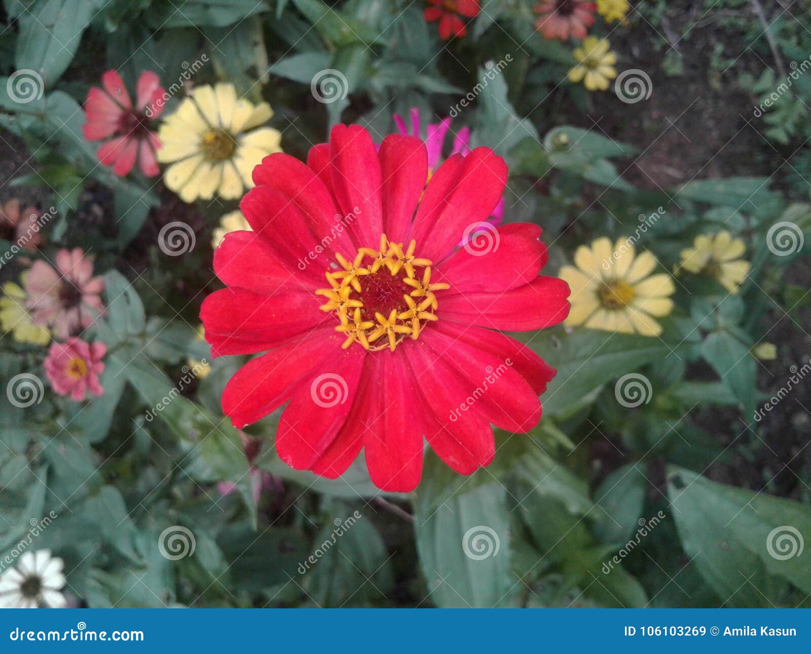 Natural Kudalu Flower Type In Sri Lanka Royalty-Free Stock Photo ...