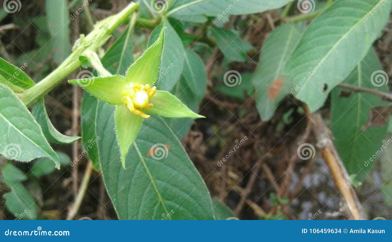 Natural Kudalu Flower Type In Sri Lanka Royalty-Free Stock Photo ...