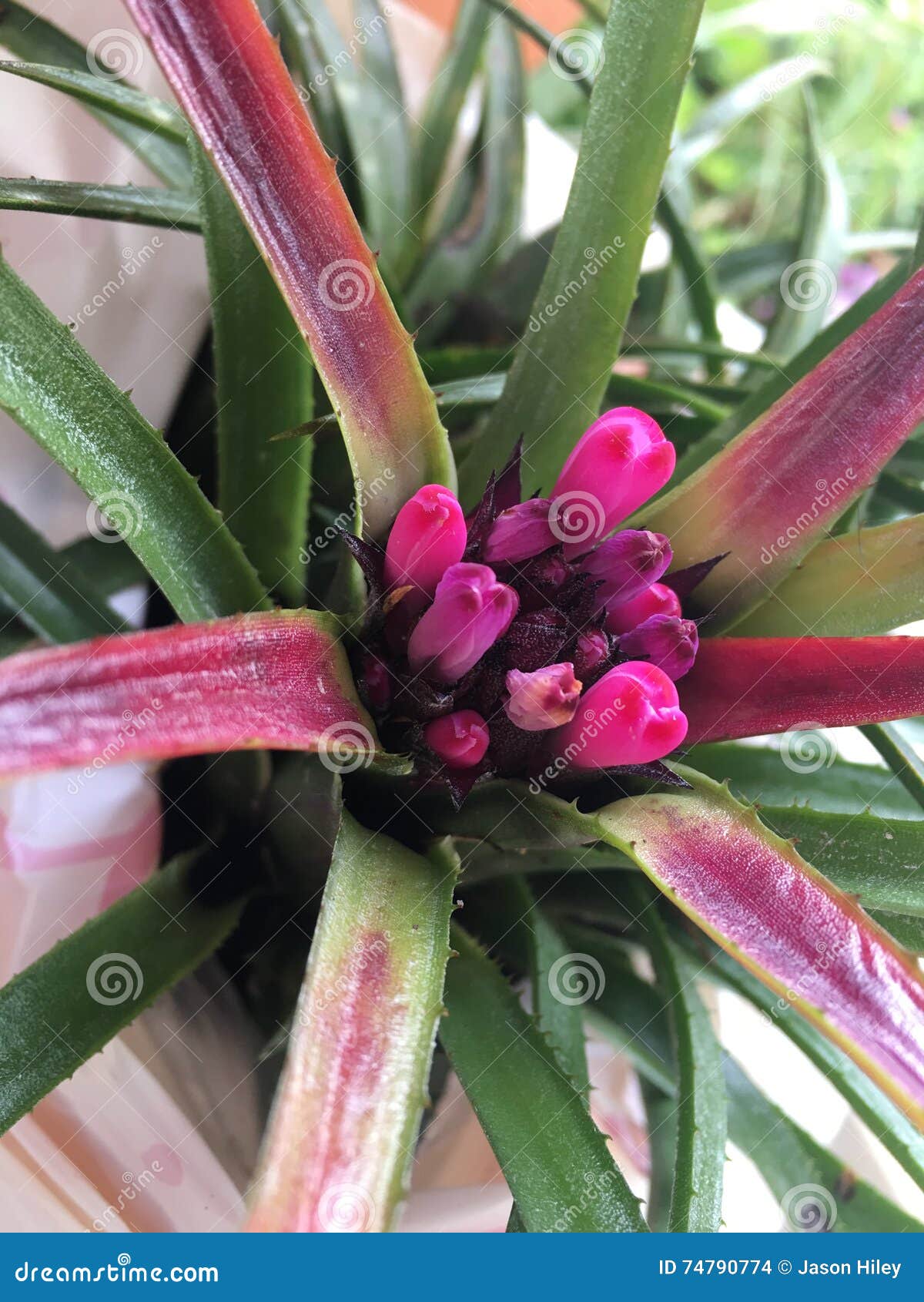 Natural flower stock photo. Image of plants, unedited - 74790774