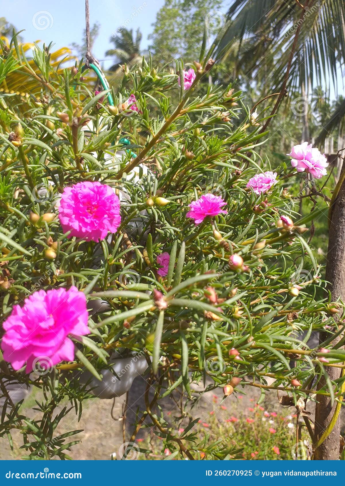 Natural Flower for Your Mind Stock Image - Image of flower, mindmind ...