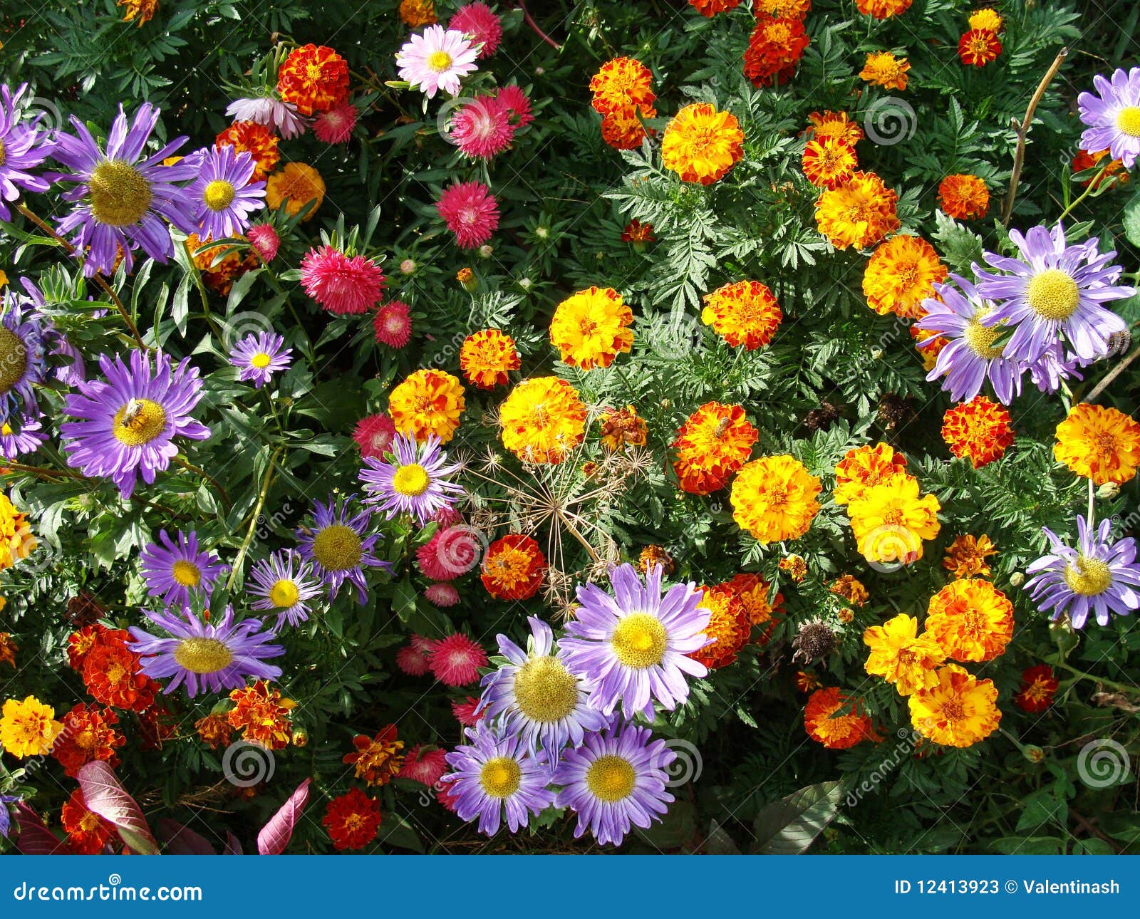 Natural flowers stock image. Image of bright, nice, beautiful - 12413923