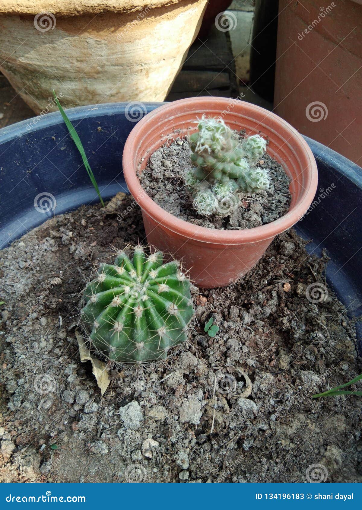 Flowers Palant Gendaphul Natural Palant in Hom Stock Image - Image of ...