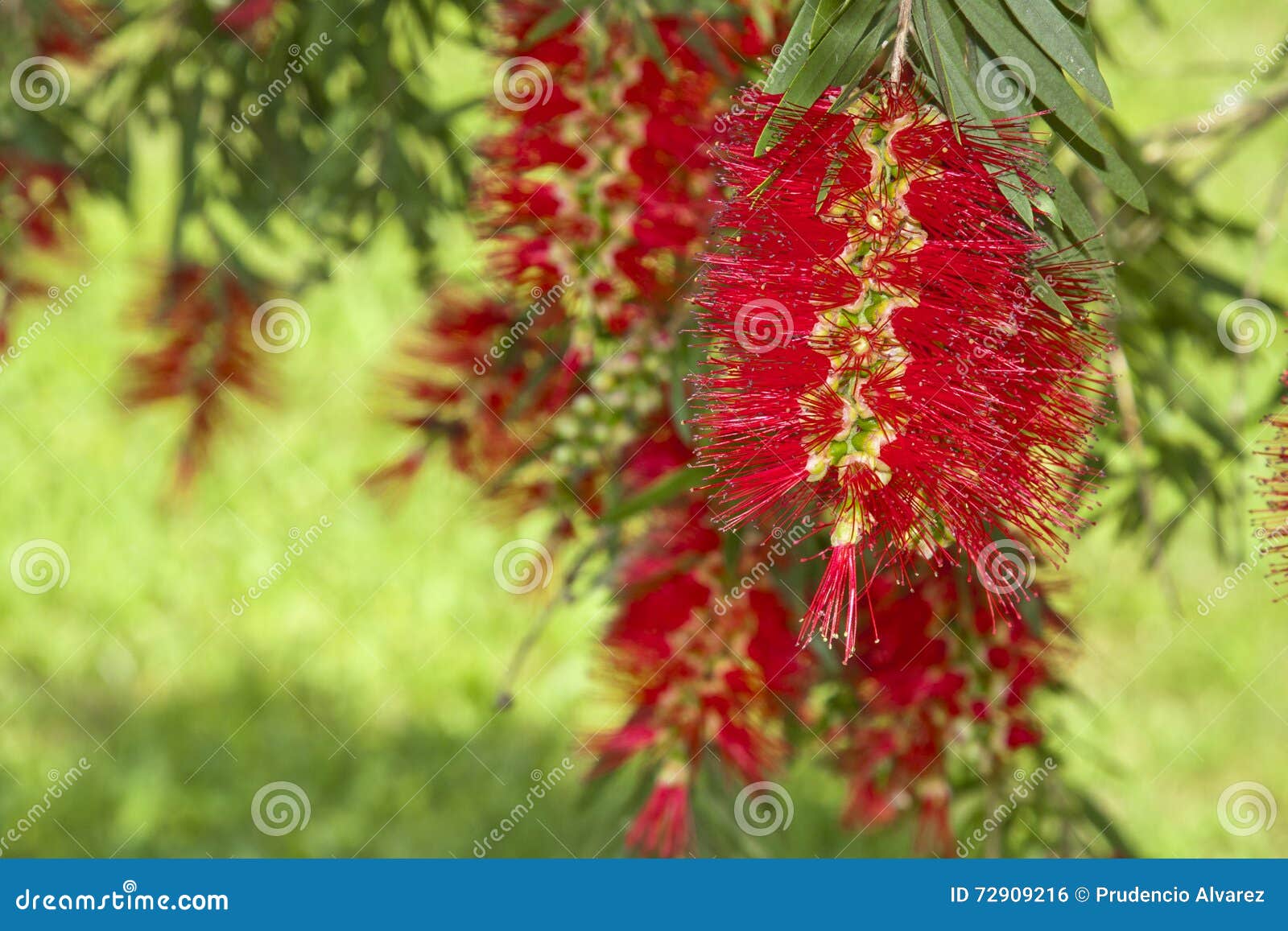 Natural flowers stock photo. Image of plants, feathery - 72909216