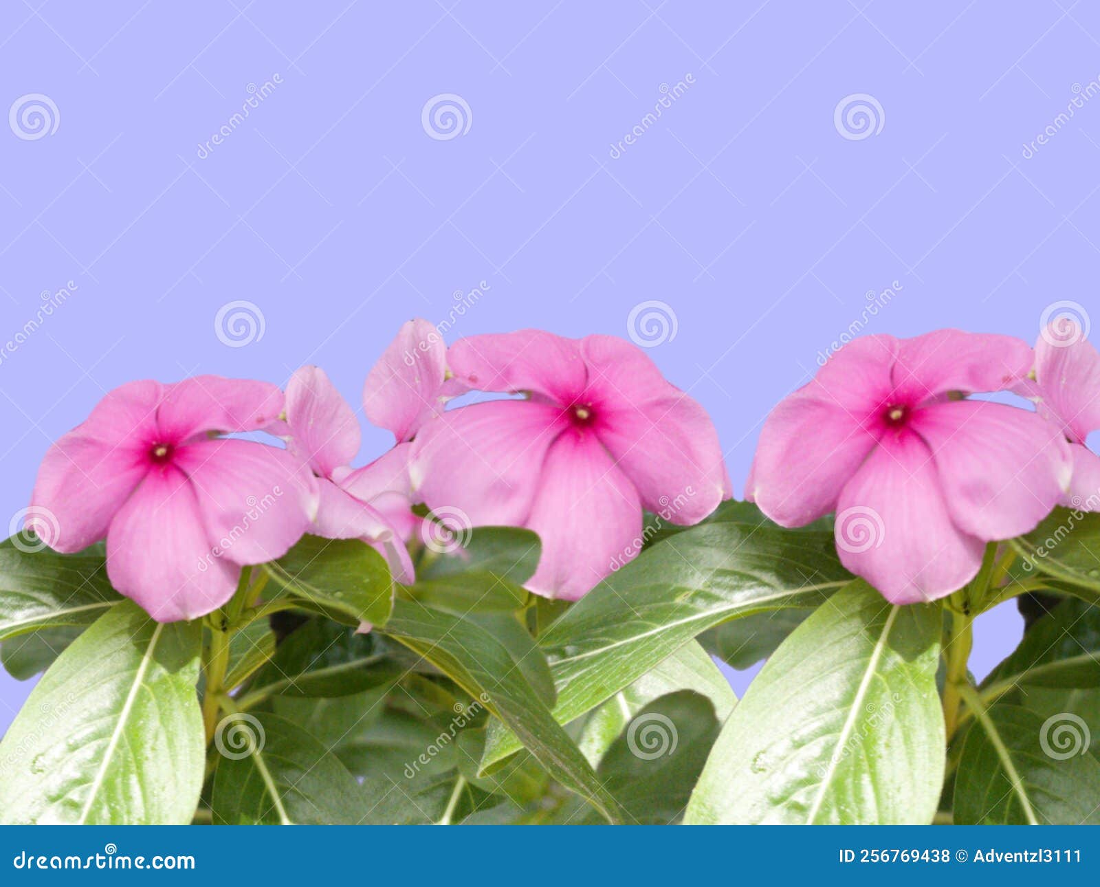 Natural Flowers Solid Background Color in the Garden Stock Photo ...