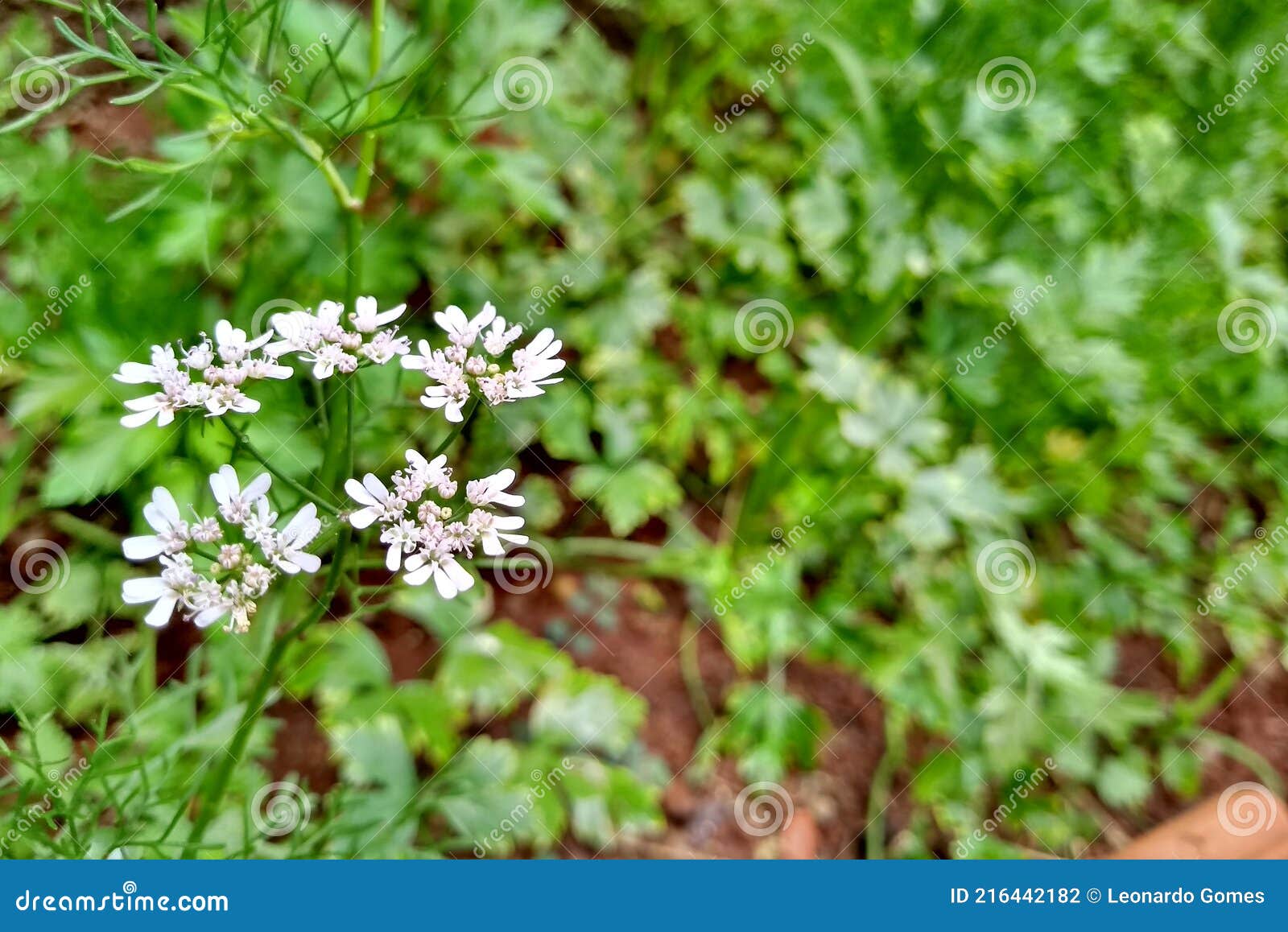 Natural Flowers in the Spring of Brazil Stock Photo - Image of tree ...