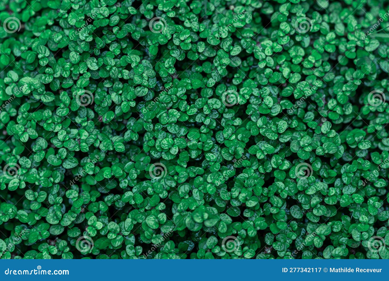 Natural Foliage, Leaves Green Plant Background. Vegetal Background ...