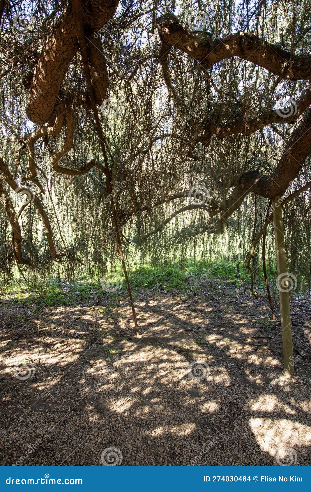 A natural footpath stock photo. Image of park, outdoor - 274030484