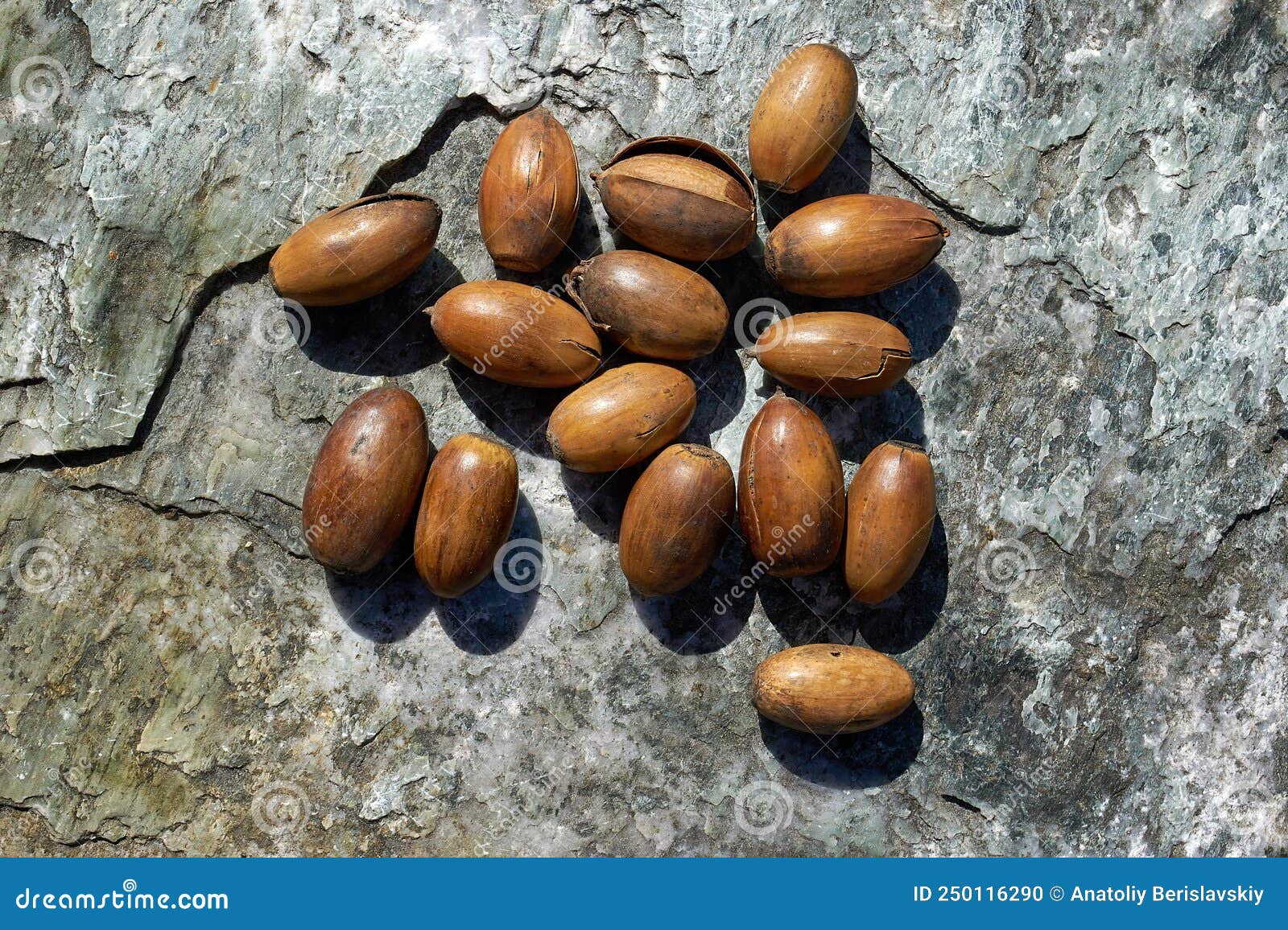Dry Acorns Close-up on the Background of a Stone Surface Stock Photo ...