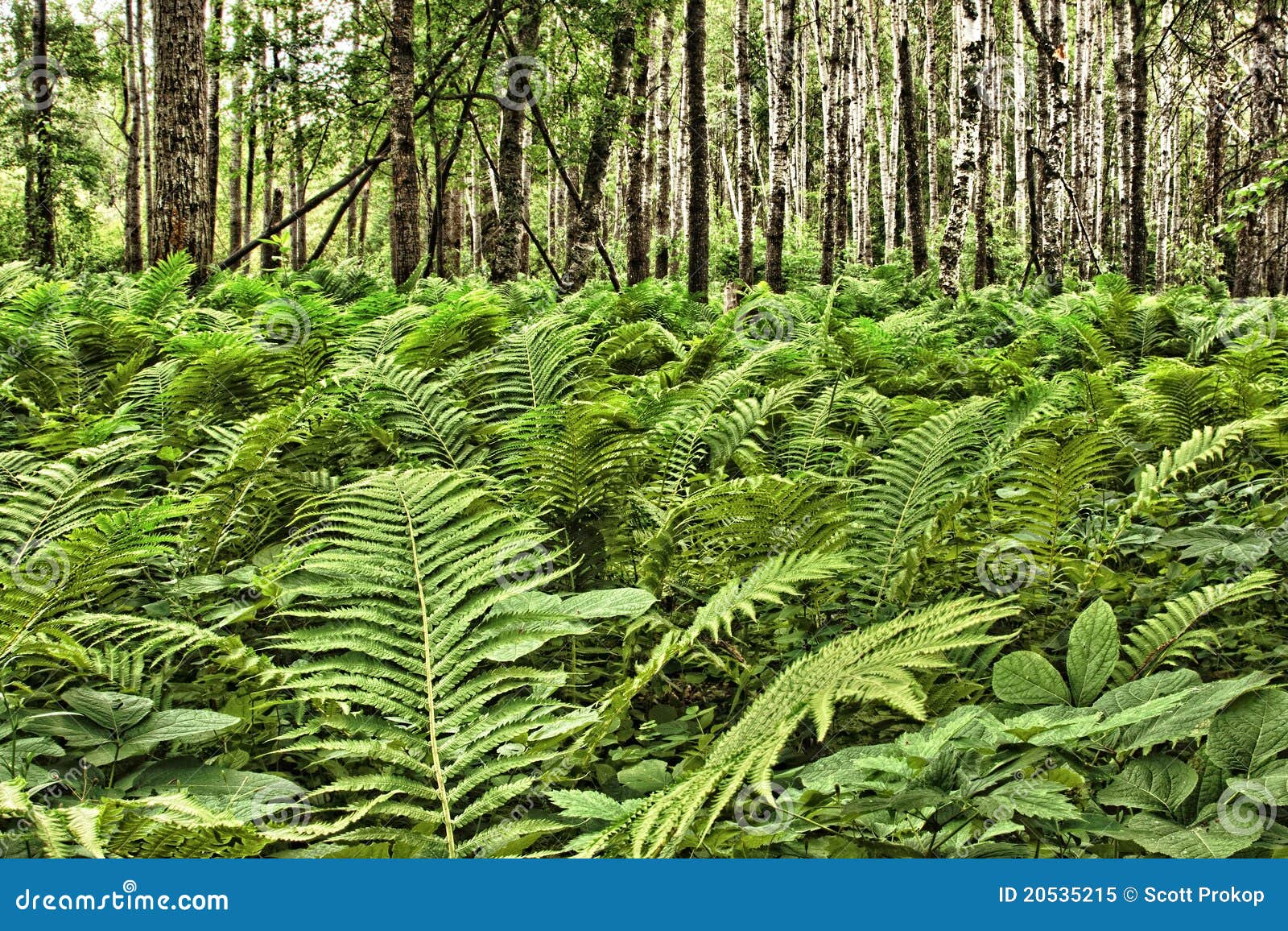 Natural Forest with Fern Plants Stock Image - Image of tree, green ...