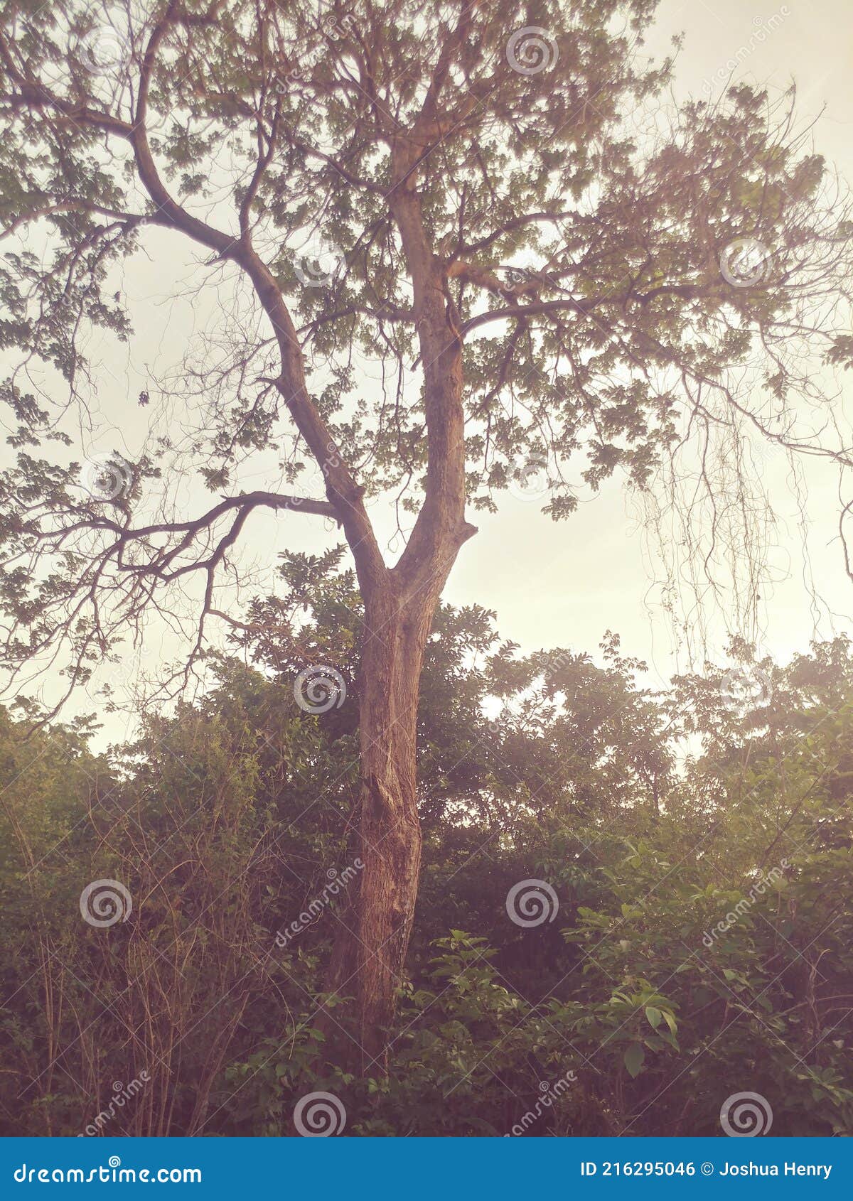 From a Natural Forest in Ghana Stock Photo - Image of leaf, flower ...