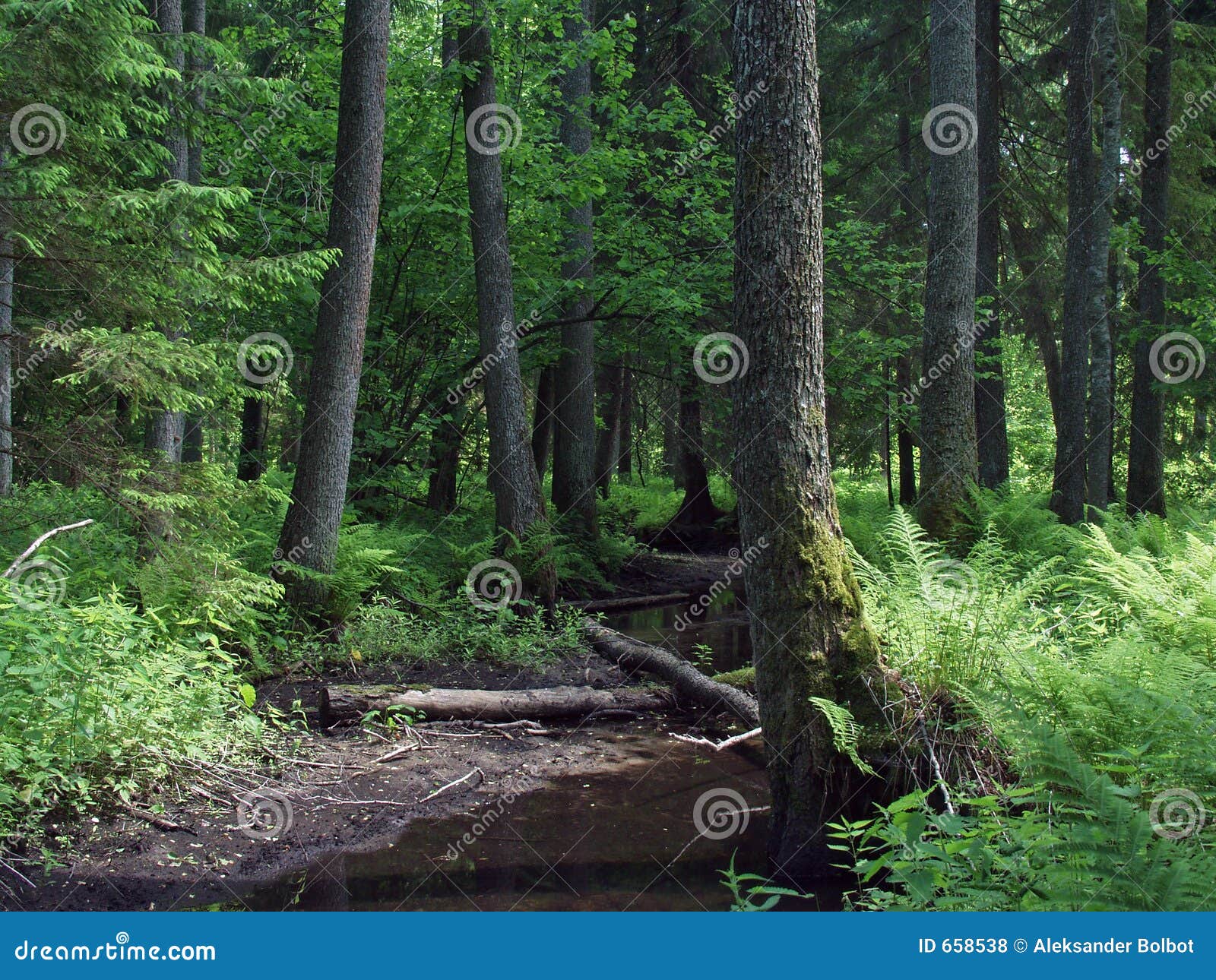 Natural forest landscape stock photo. Image of environment - 658538