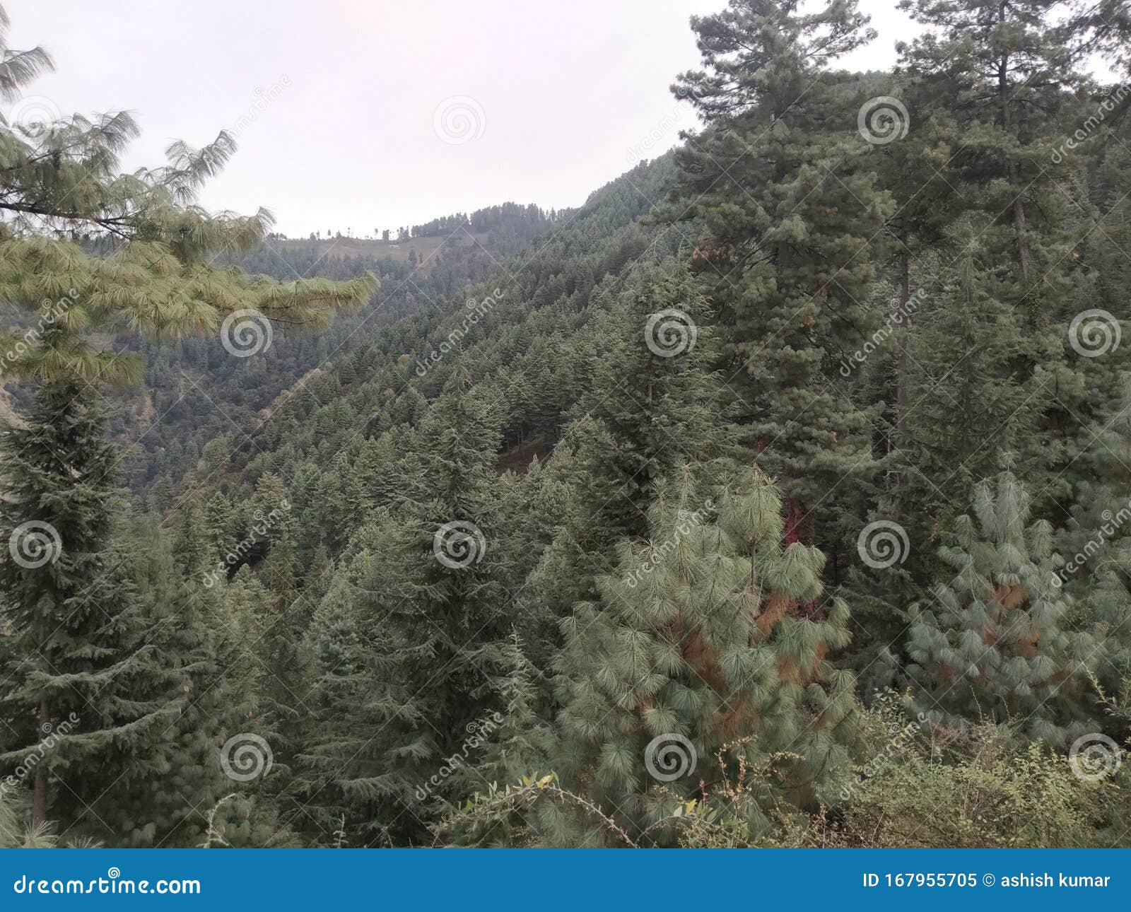 Natural Forest with Large Trees Stock Image - Image of nature, forests ...