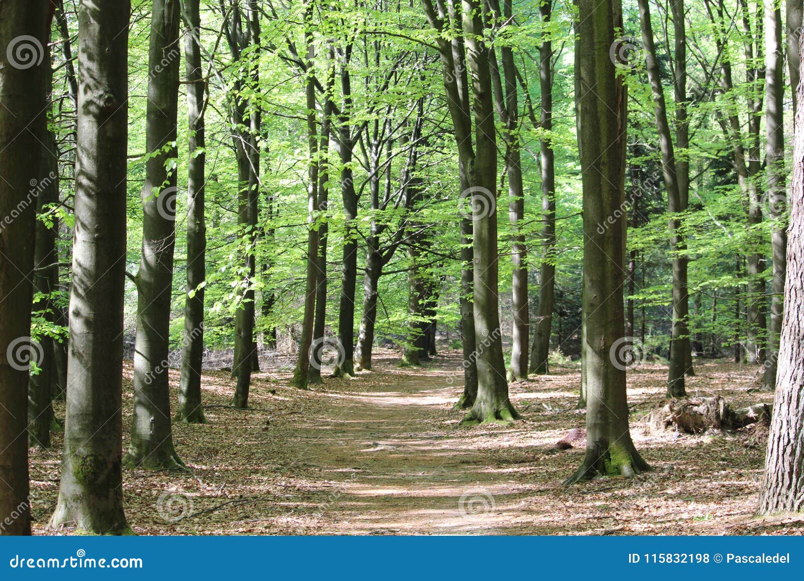 Natural Forest Path stock photo. Image of outdoors, foliage - 115832198