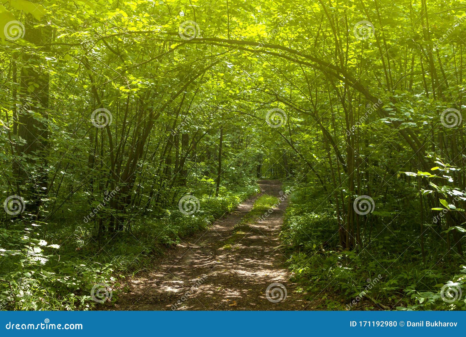 Natural forest path. stock photo. Image of walk, poland - 171192980