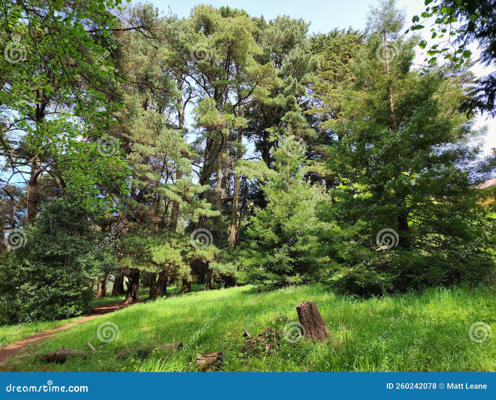 Natural Forest with Pathway and Tree Log during the Spring Stock Photo ...